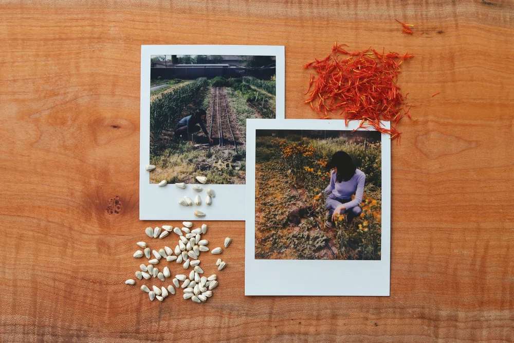 Safflower Soirée: A Guide to Growing, Dyeing, and Seed Saving — Grand ...