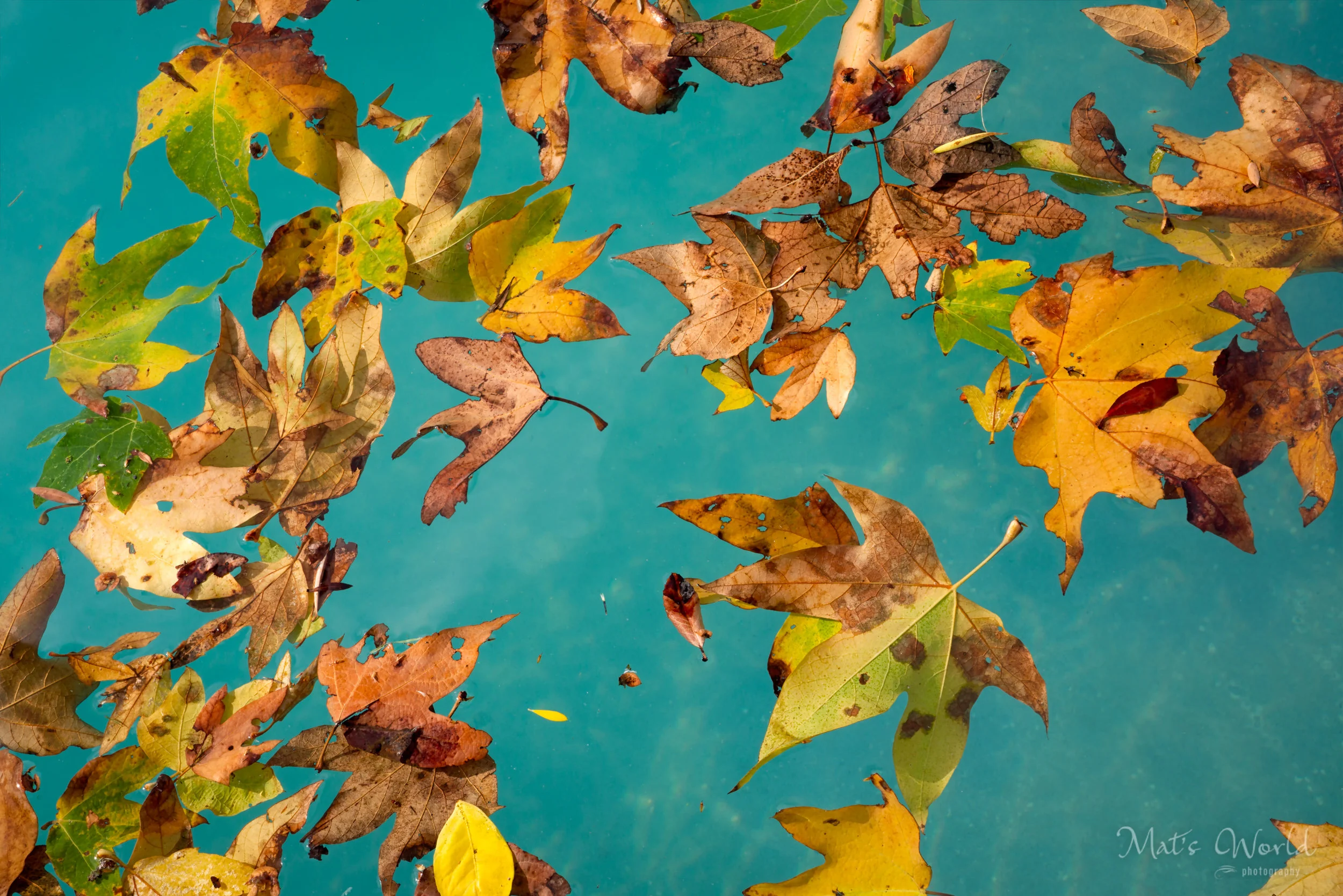 Floating Leaves — Mat's World Photography