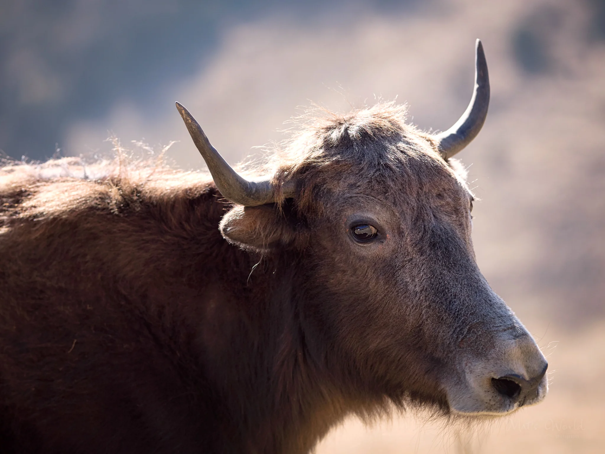 Yak — Mat's World Photography