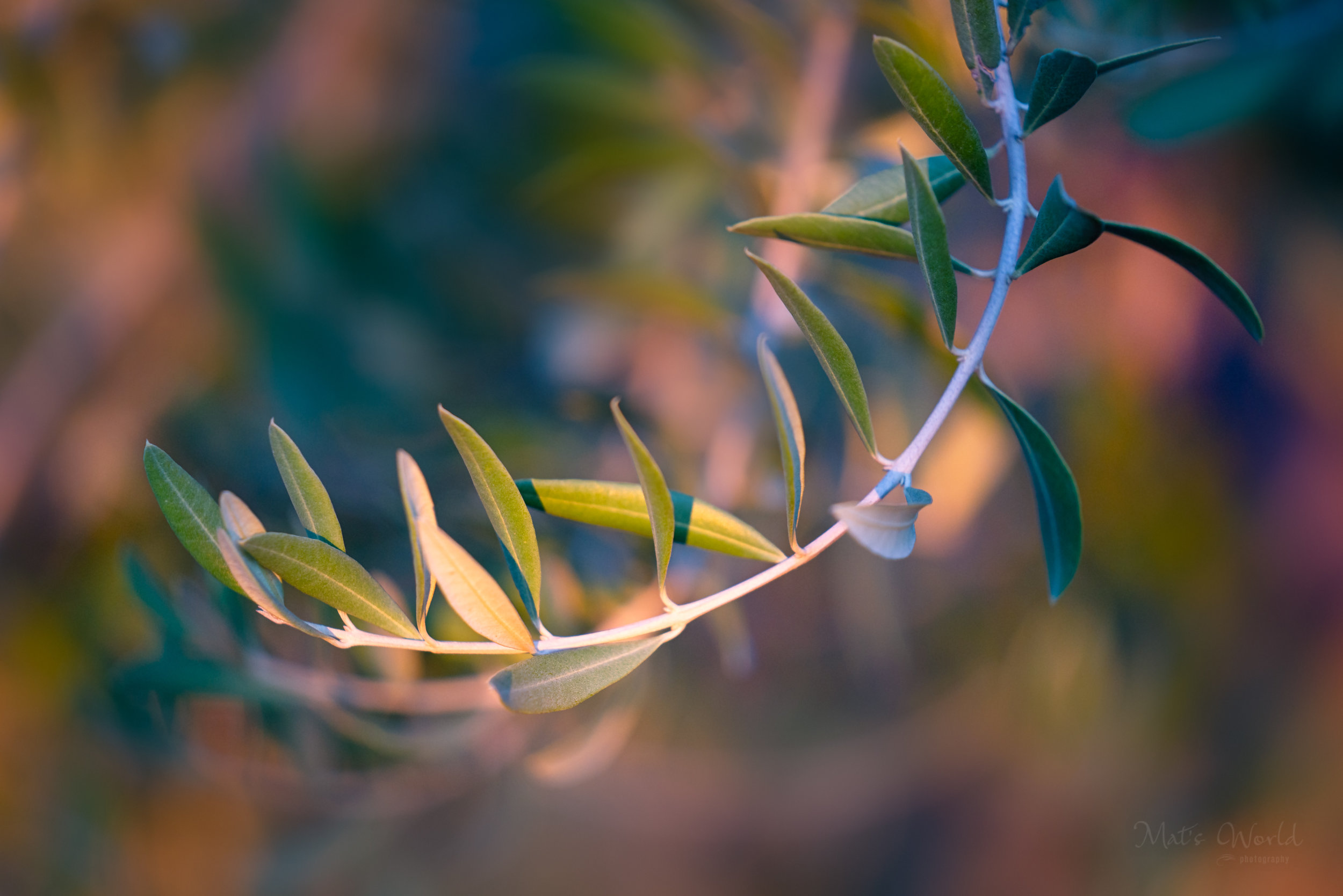 Olive Branch — Mat's World Photography