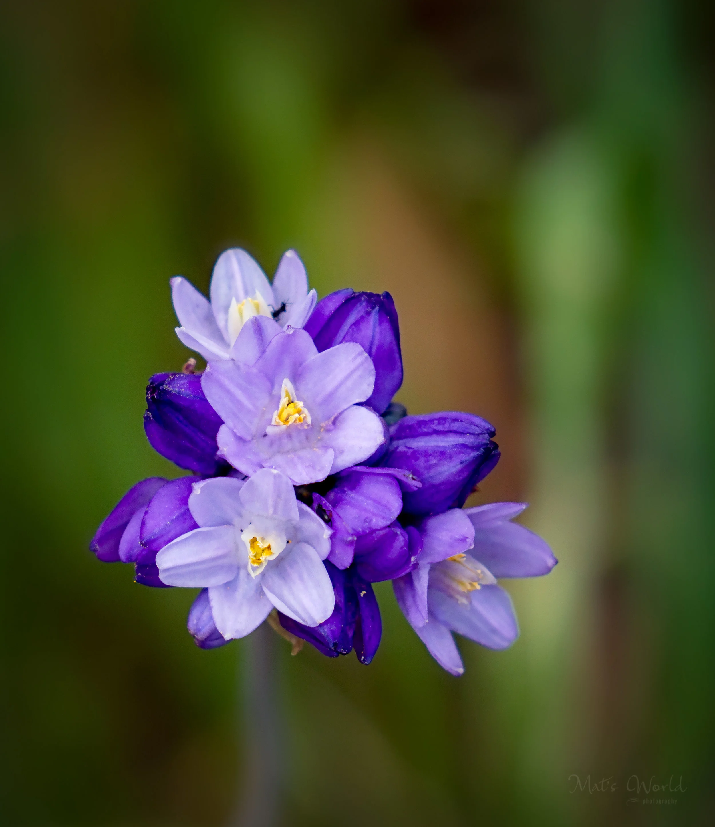 Pinnacles National Park: a Flower — Mat's World Photography