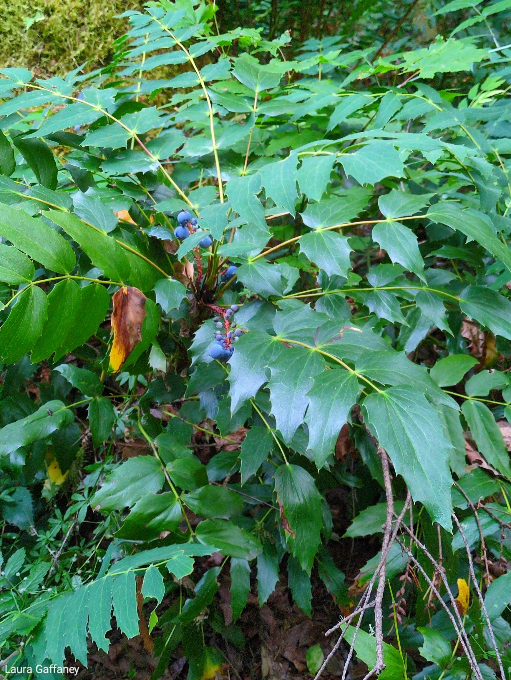 Cascade Oregon Grape (Mahonia aquifolia) — Friends of Silver Falls