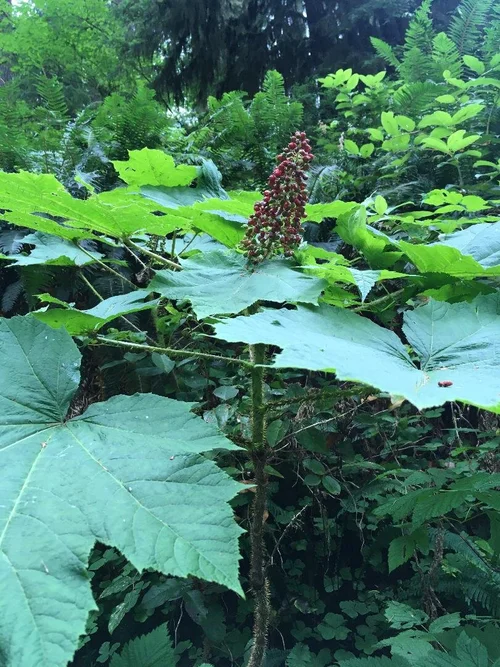 Devil's Club (Oplopanax horridus) — Friends of Silver Falls