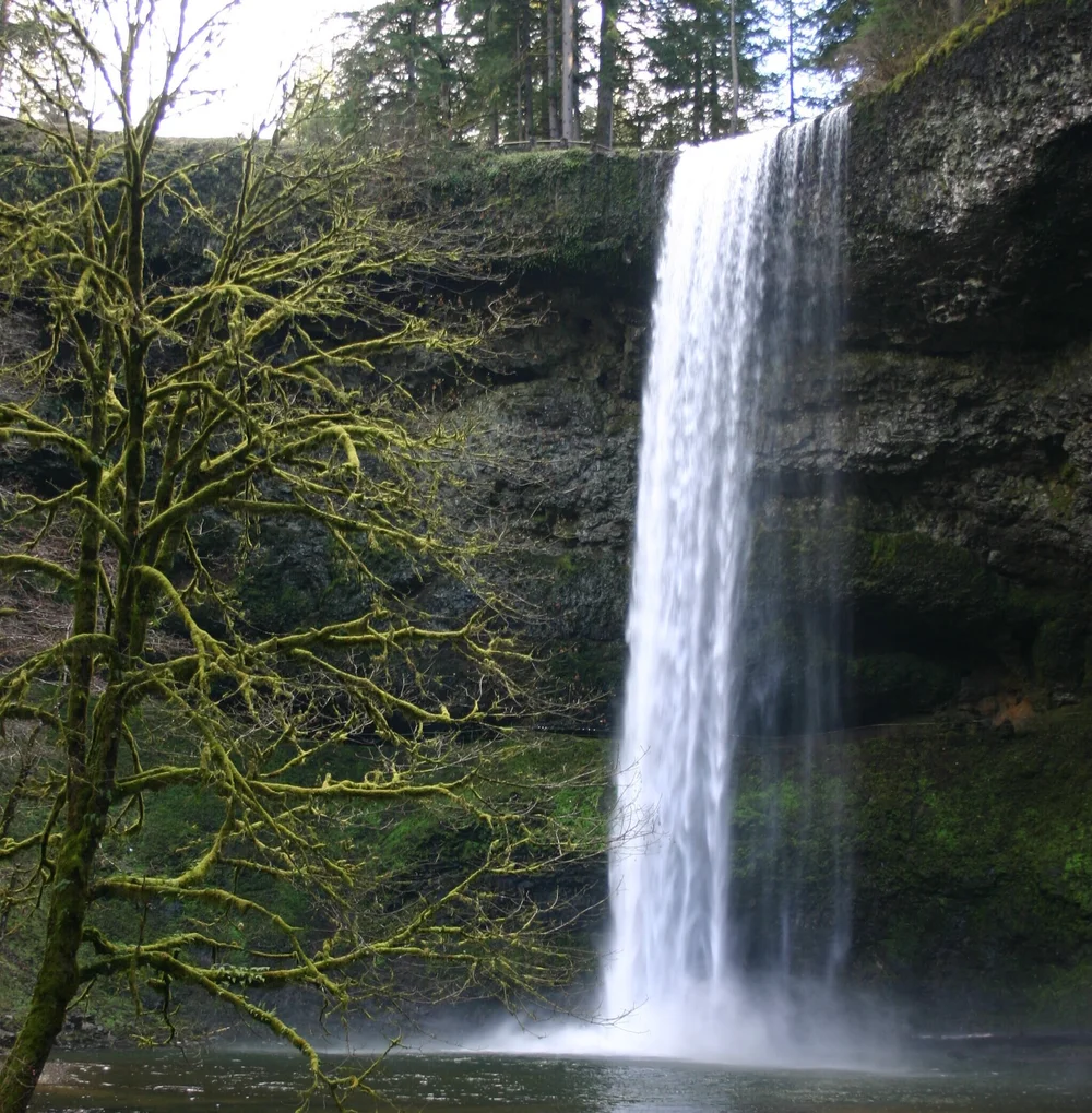 Are Dogs Allowed At Silver Falls State Park
