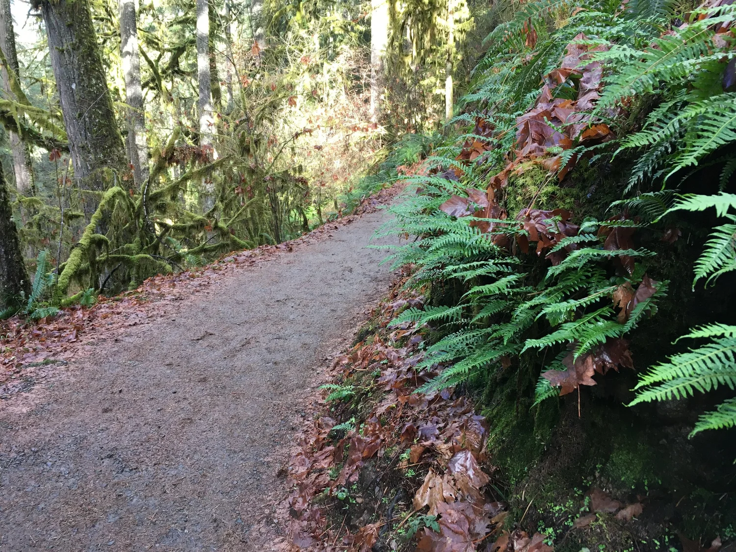 Hiking and Park Information — Friends of Silver Falls