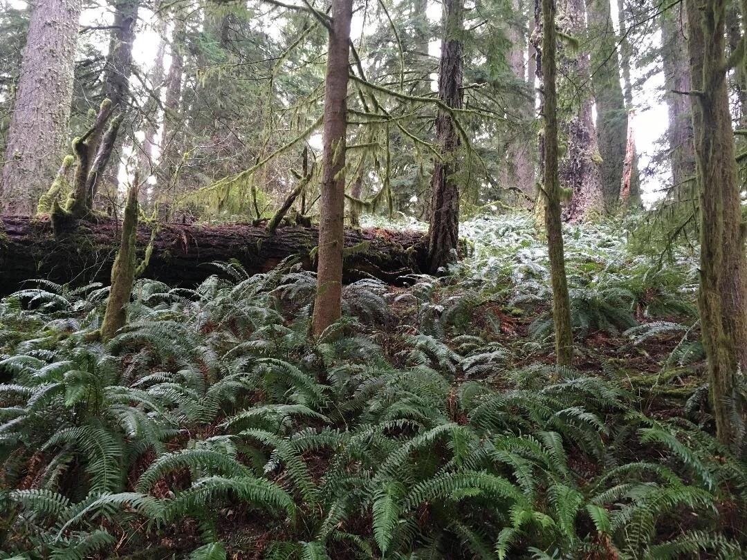 Hiking Trails — Friends of Silver Falls