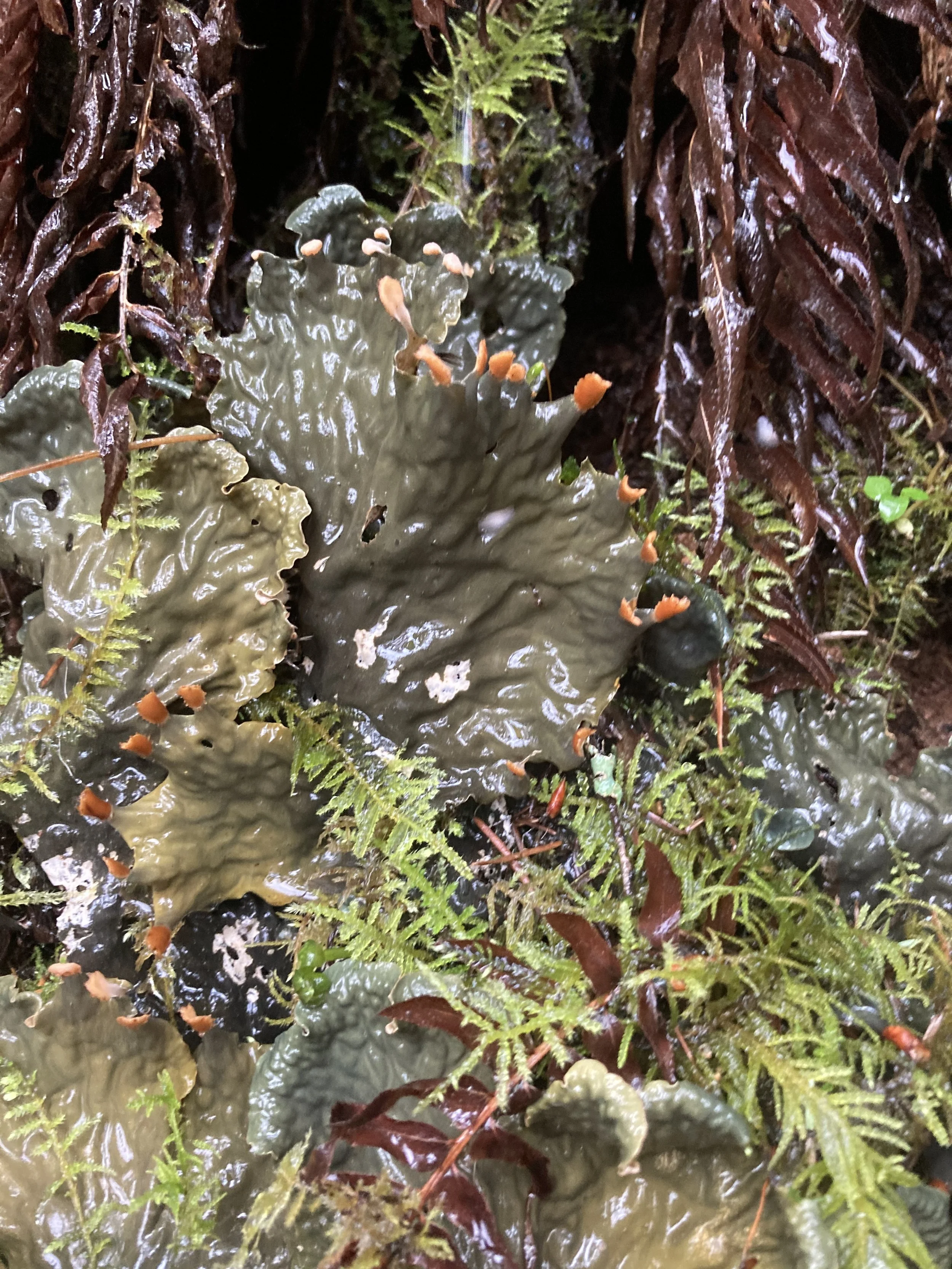 Lichen of Silver Falls — Friends of Silver Falls