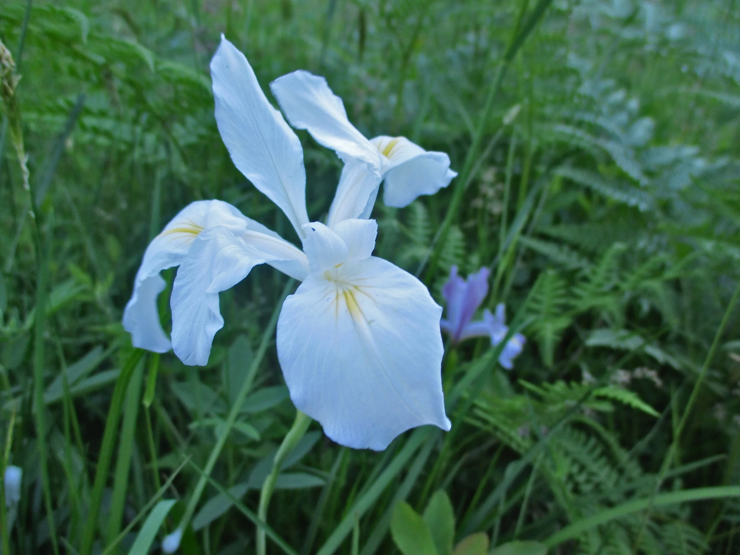 Oregon Iris (Iris tenax) — Friends of Silver Falls