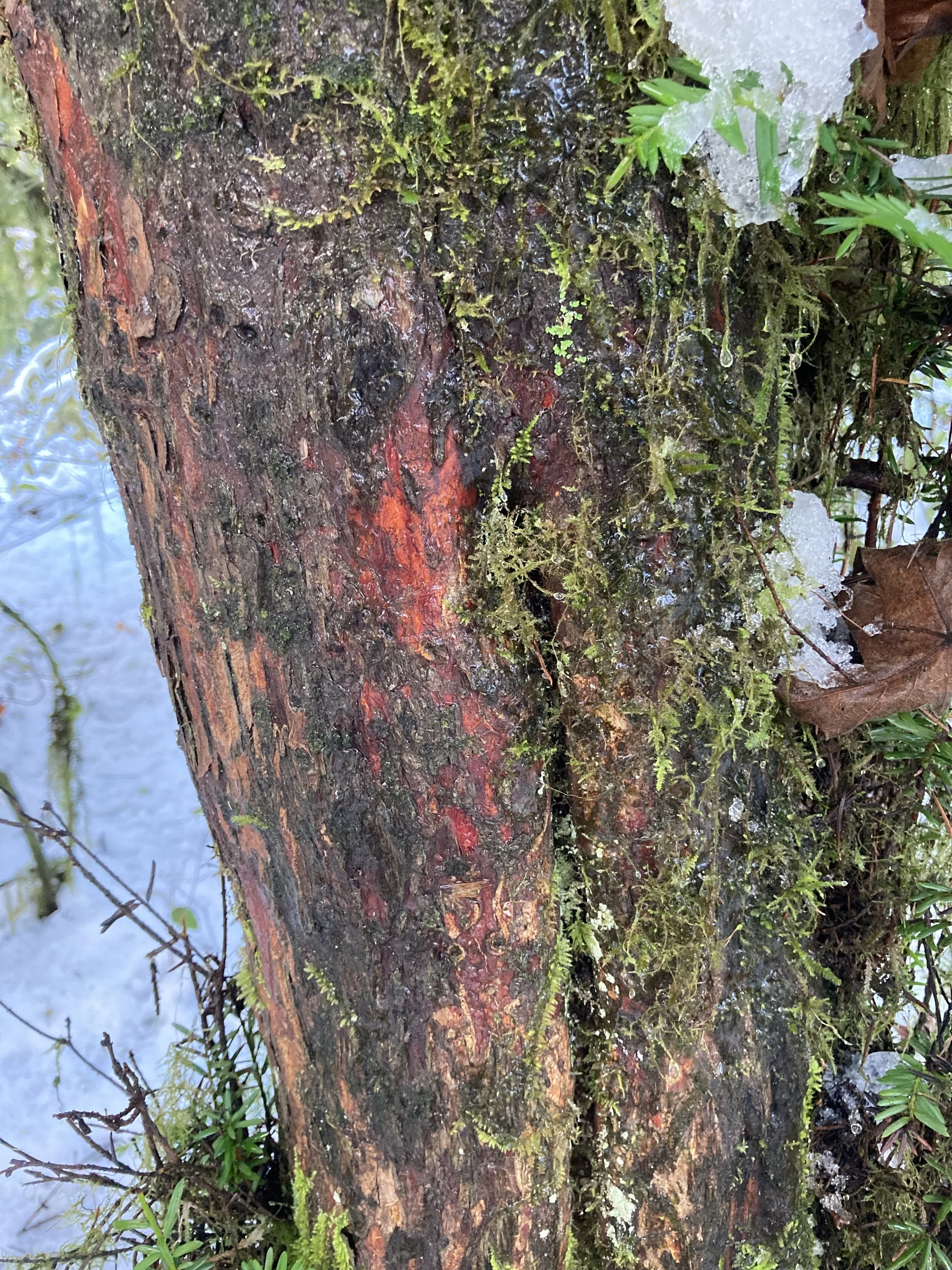 4 Things I Like About Yew — Friends of Silver Falls