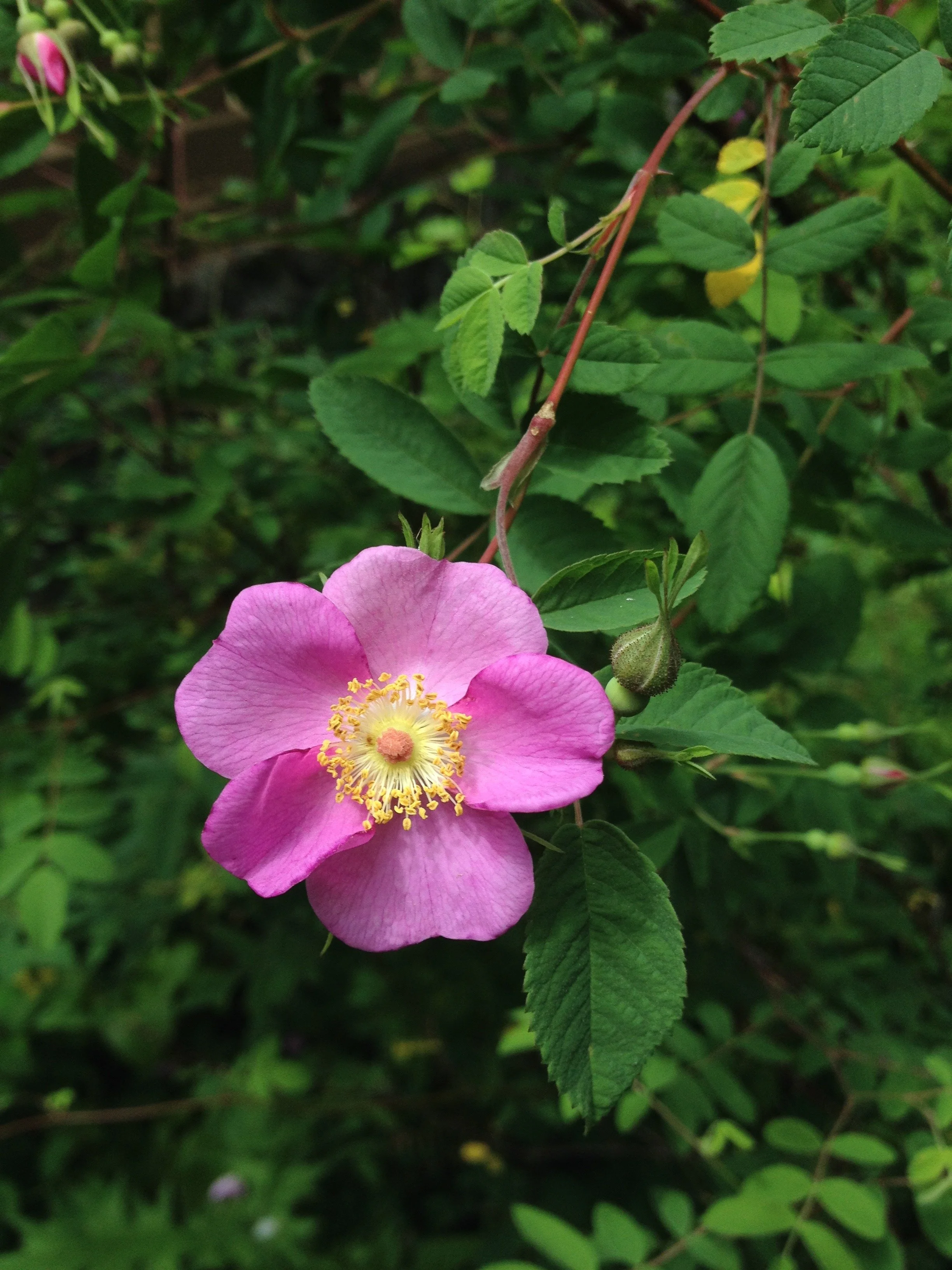 Baldhip Rose (Rosa gymnocarpa) — Friends of Silver Falls