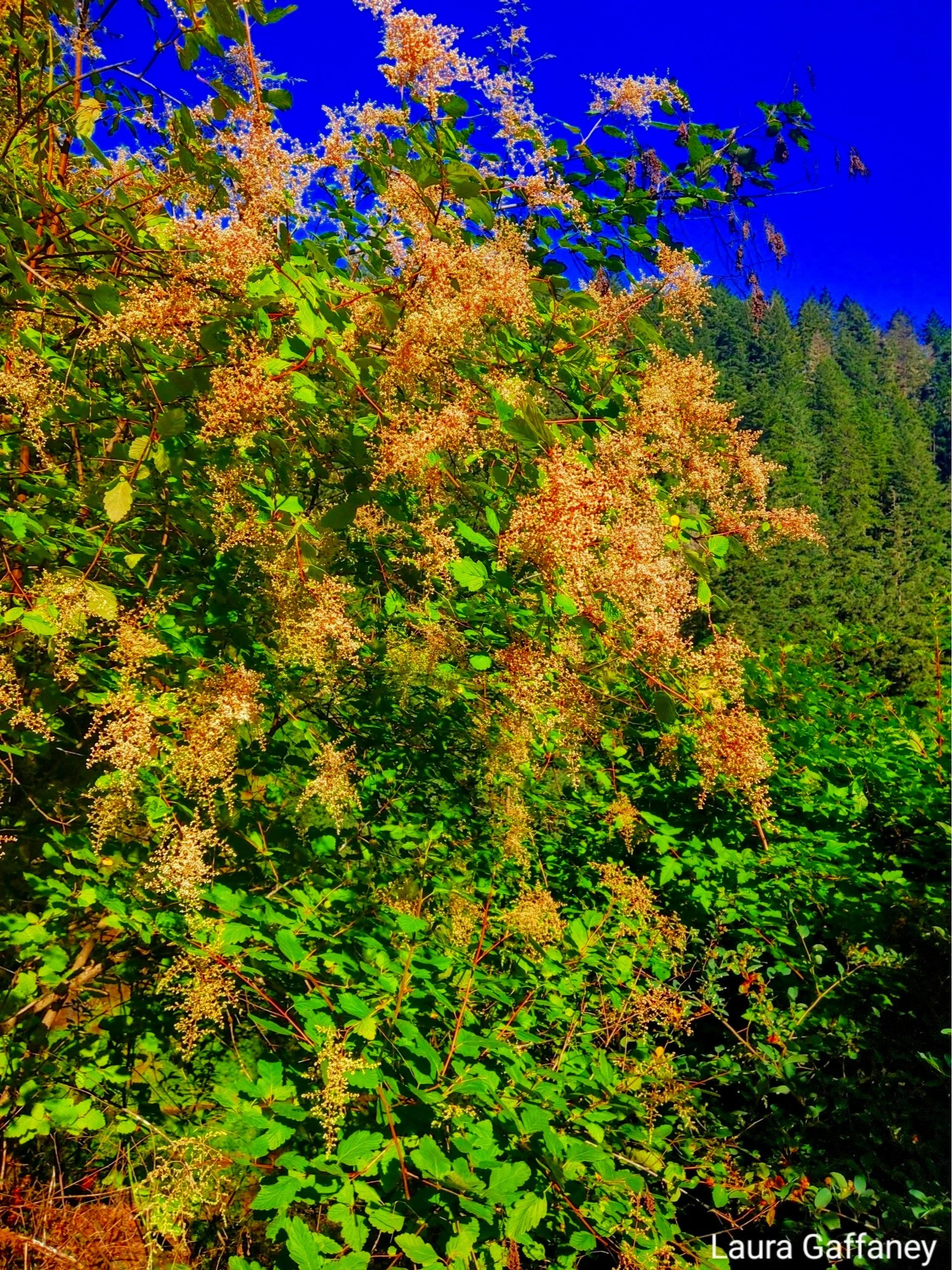 Oceanspray (Holodiscus discolor) — Friends of Silver Falls