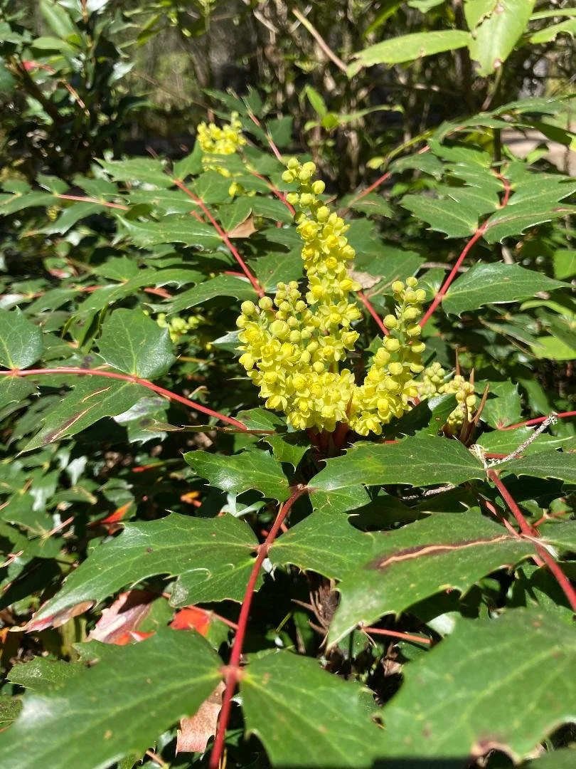 Tall Oregon Grape (Berberis aquifolium) — Friends of Silver Falls