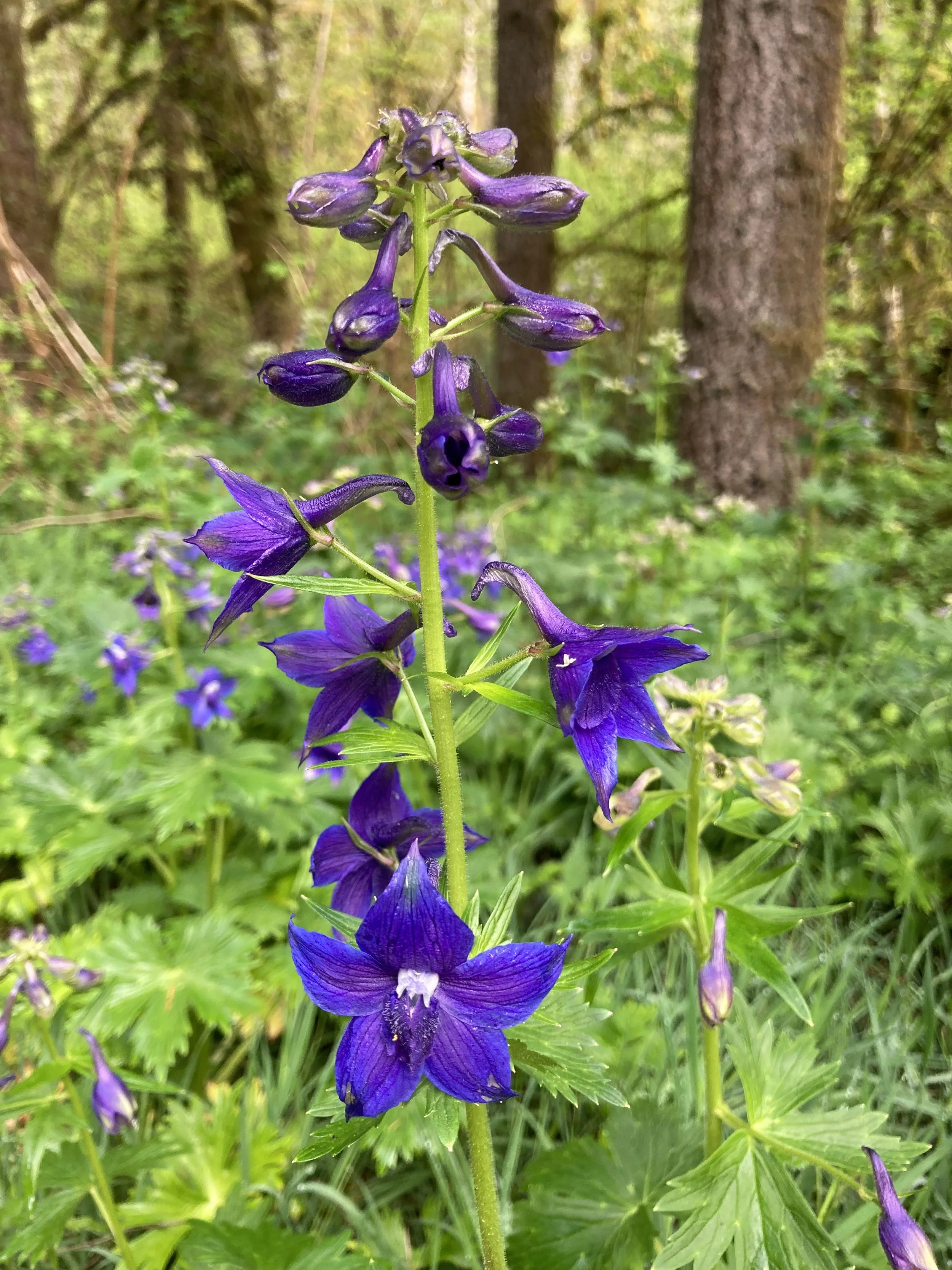 Poison Larkspur (Delphinium trolliifolium) — Friends of Silver Falls