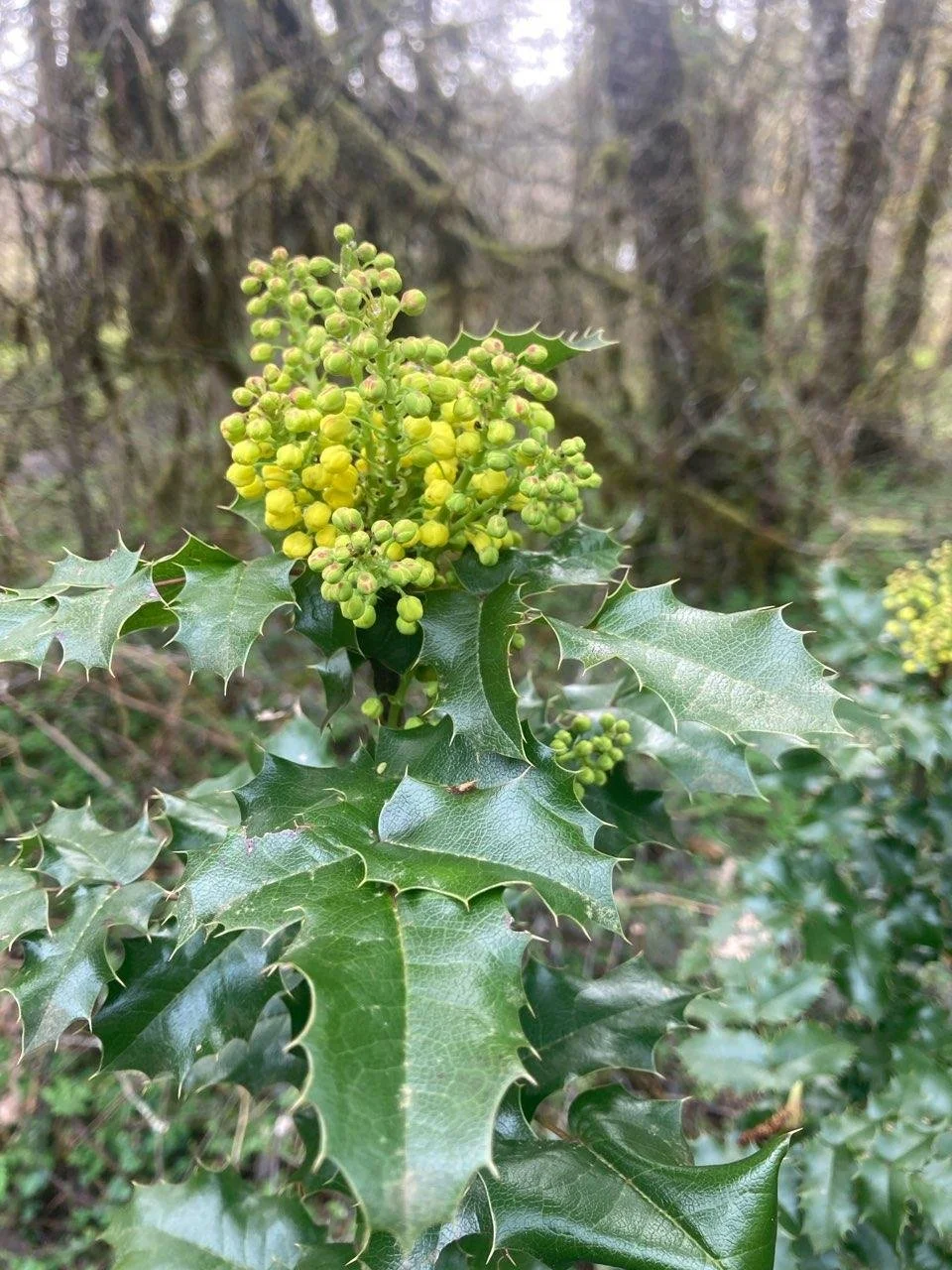 Tall Oregon Grape (Berberis aquifolium) — Friends of Silver Falls