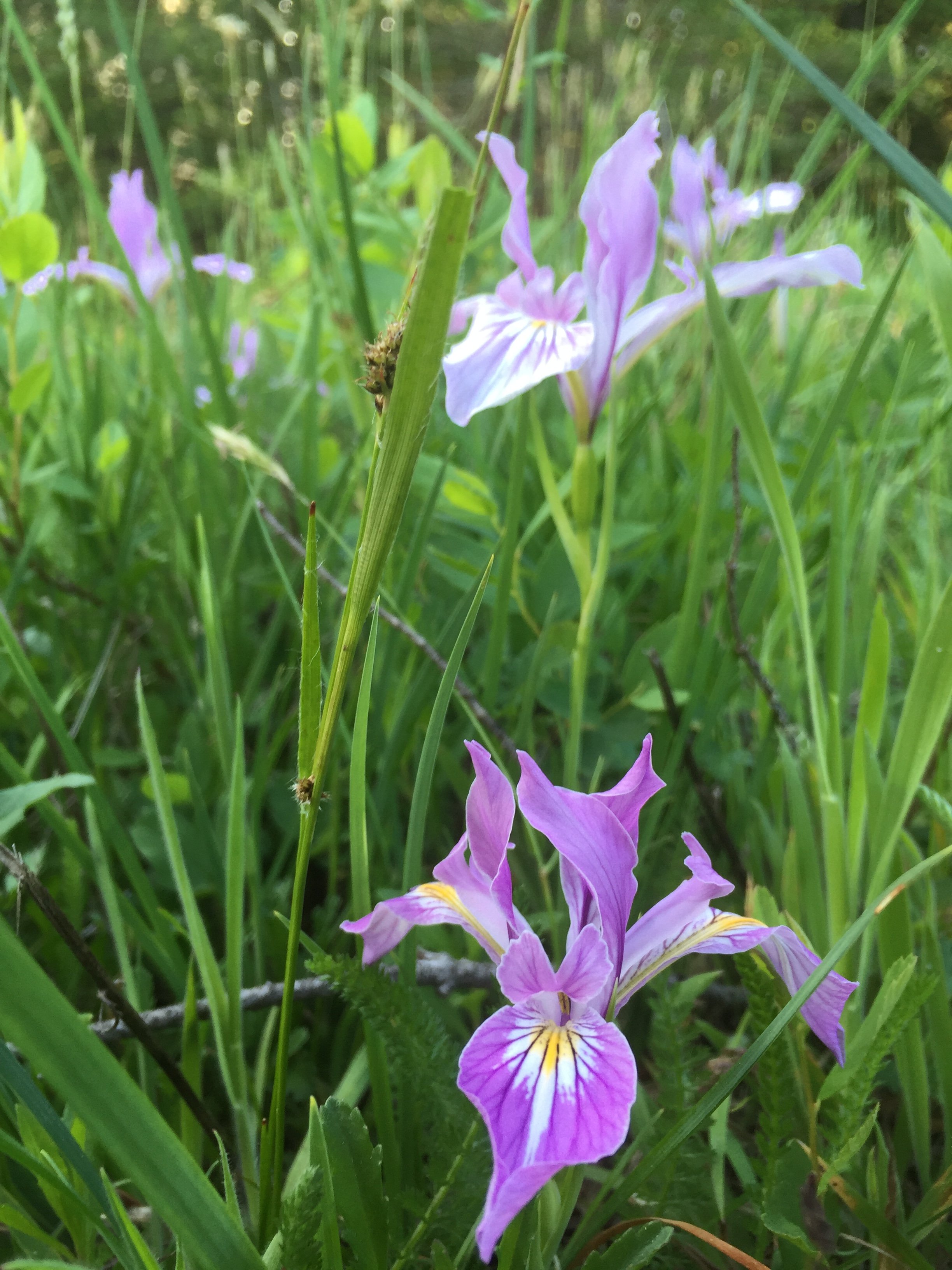 Oregon Iris (Iris tenax) — Friends of Silver Falls