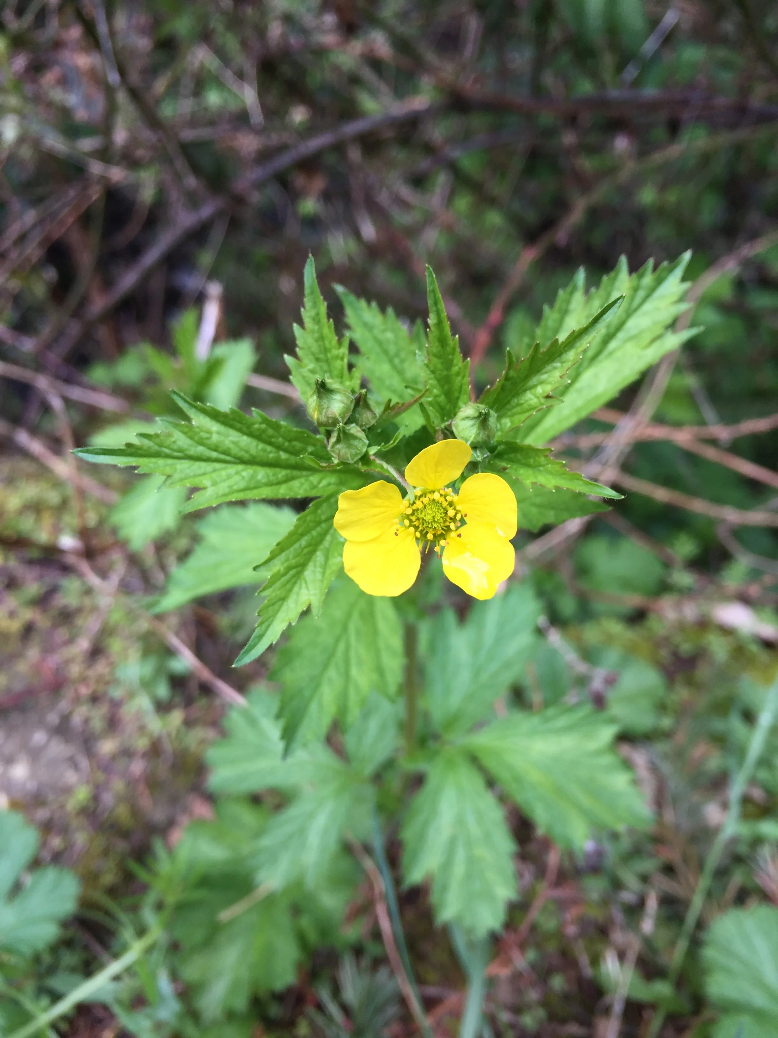 Largeleaf Avens (Geum macrophyllum) — Friends of Silver Falls