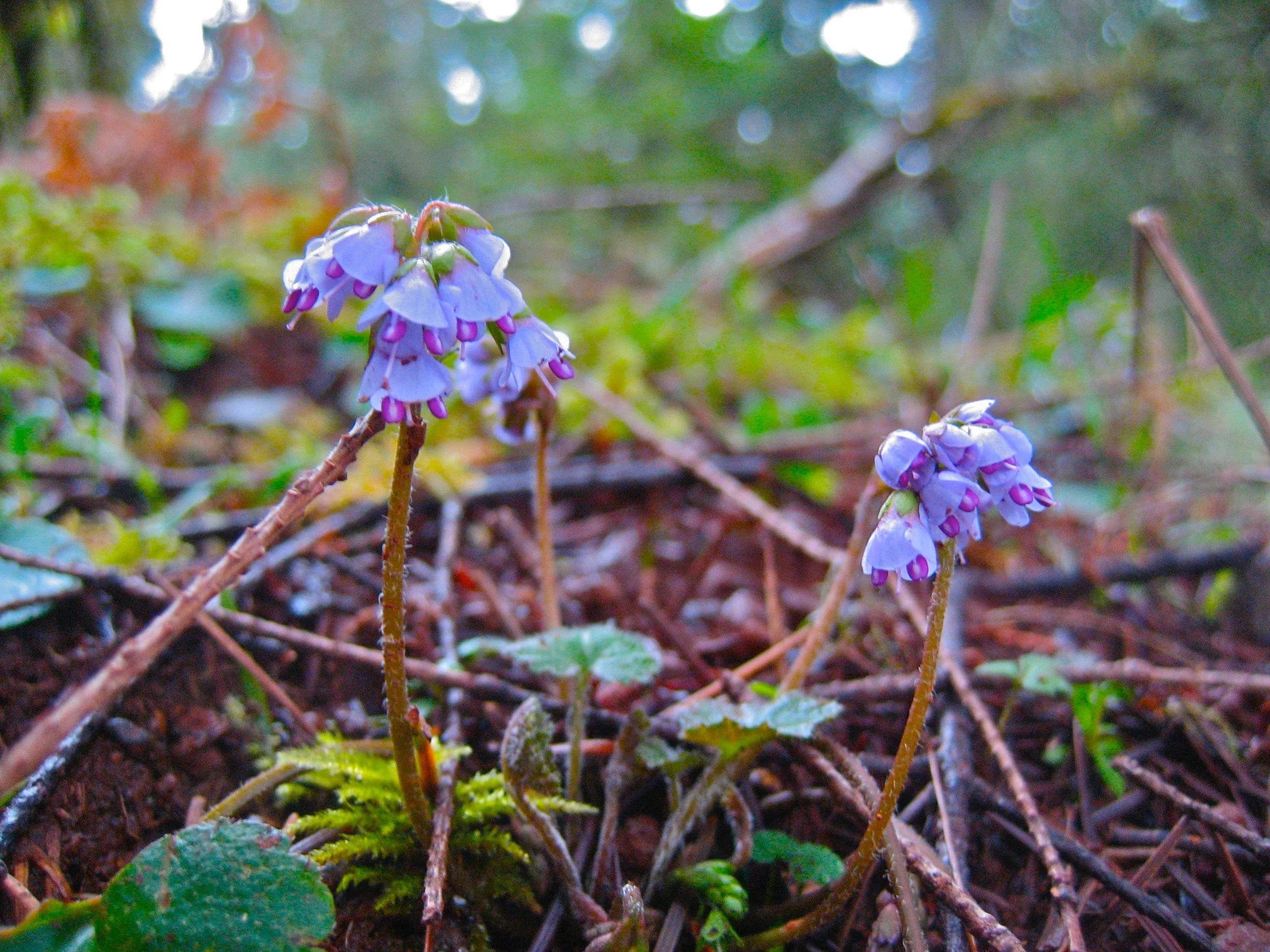 Snow Queen (Synthyris reniformis) — Friends of Silver Falls