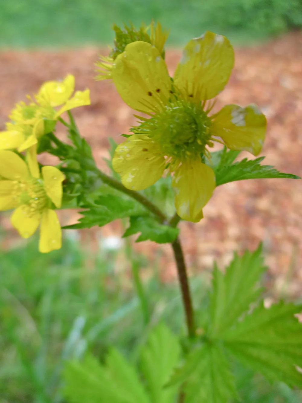 Largeleaf Avens (Geum macrophyllum) — Friends of Silver Falls