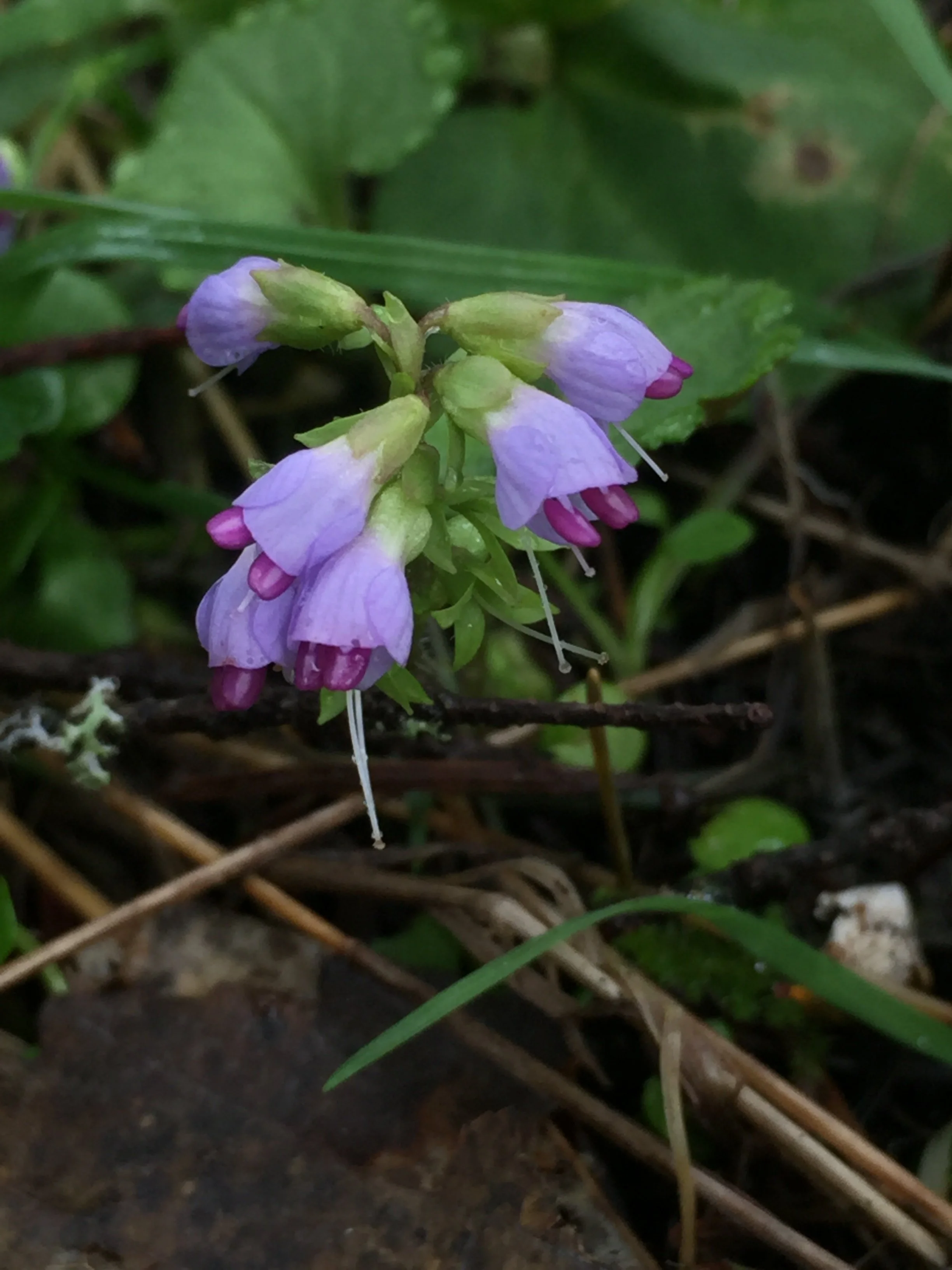 Wildflowers and Native Plants of Silver Falls — Friends of Silver Falls