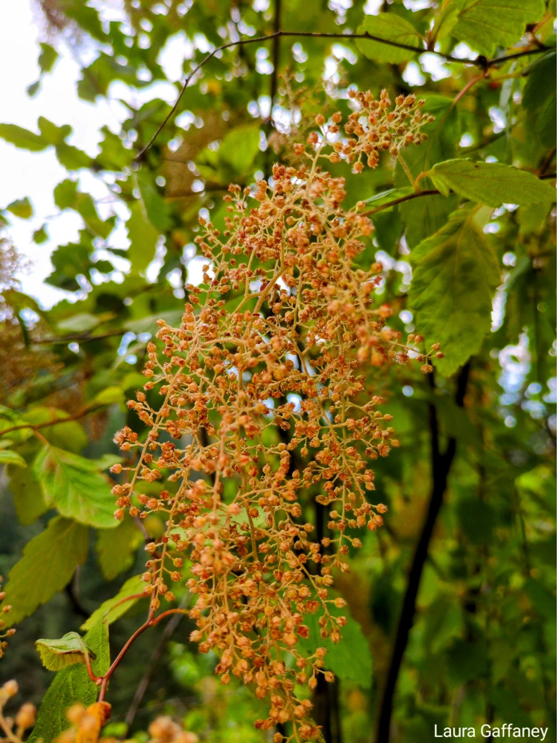 Oceanspray (Holodiscus discolor) — Friends of Silver Falls