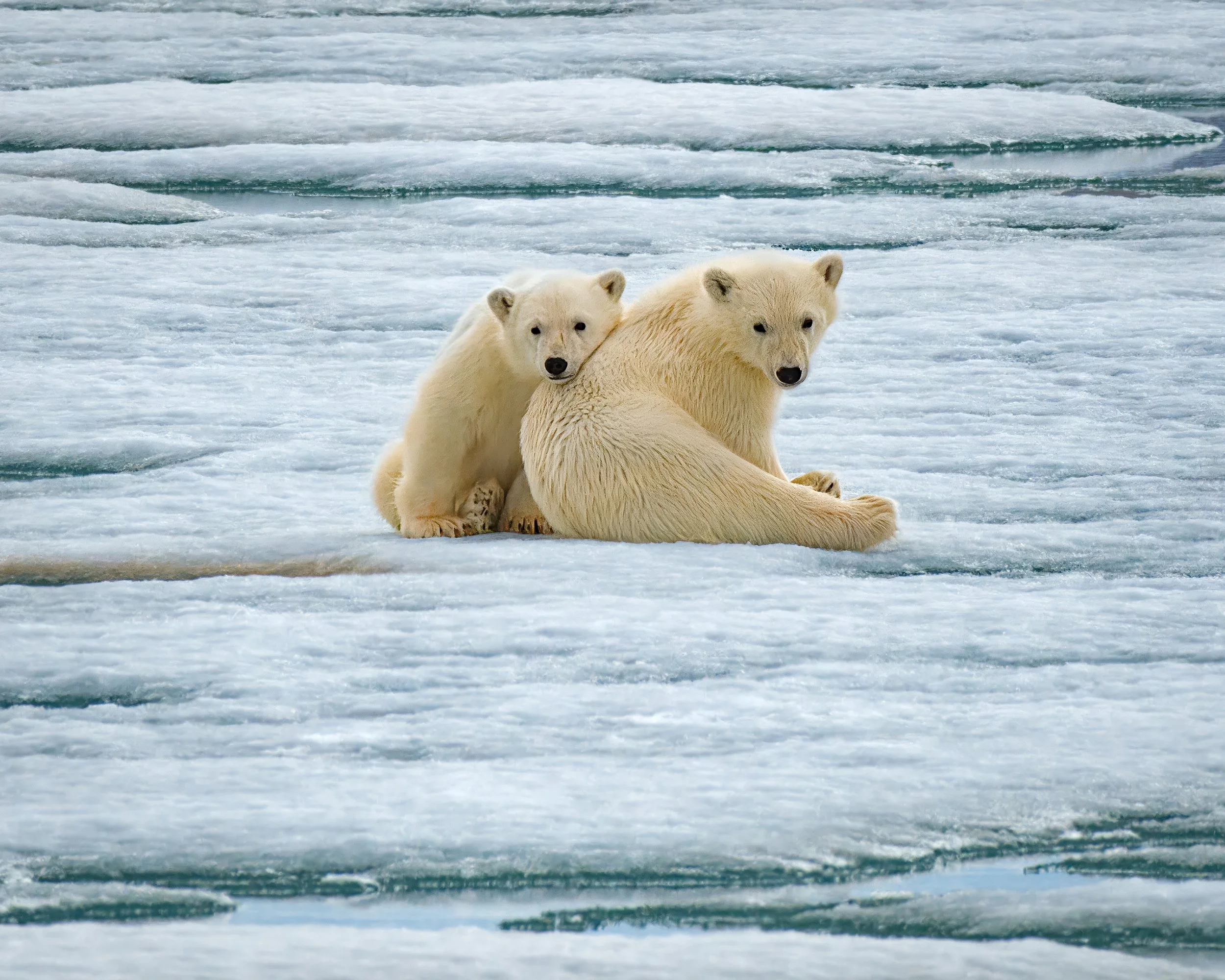 SVALBARD — Mark Schumann Photography