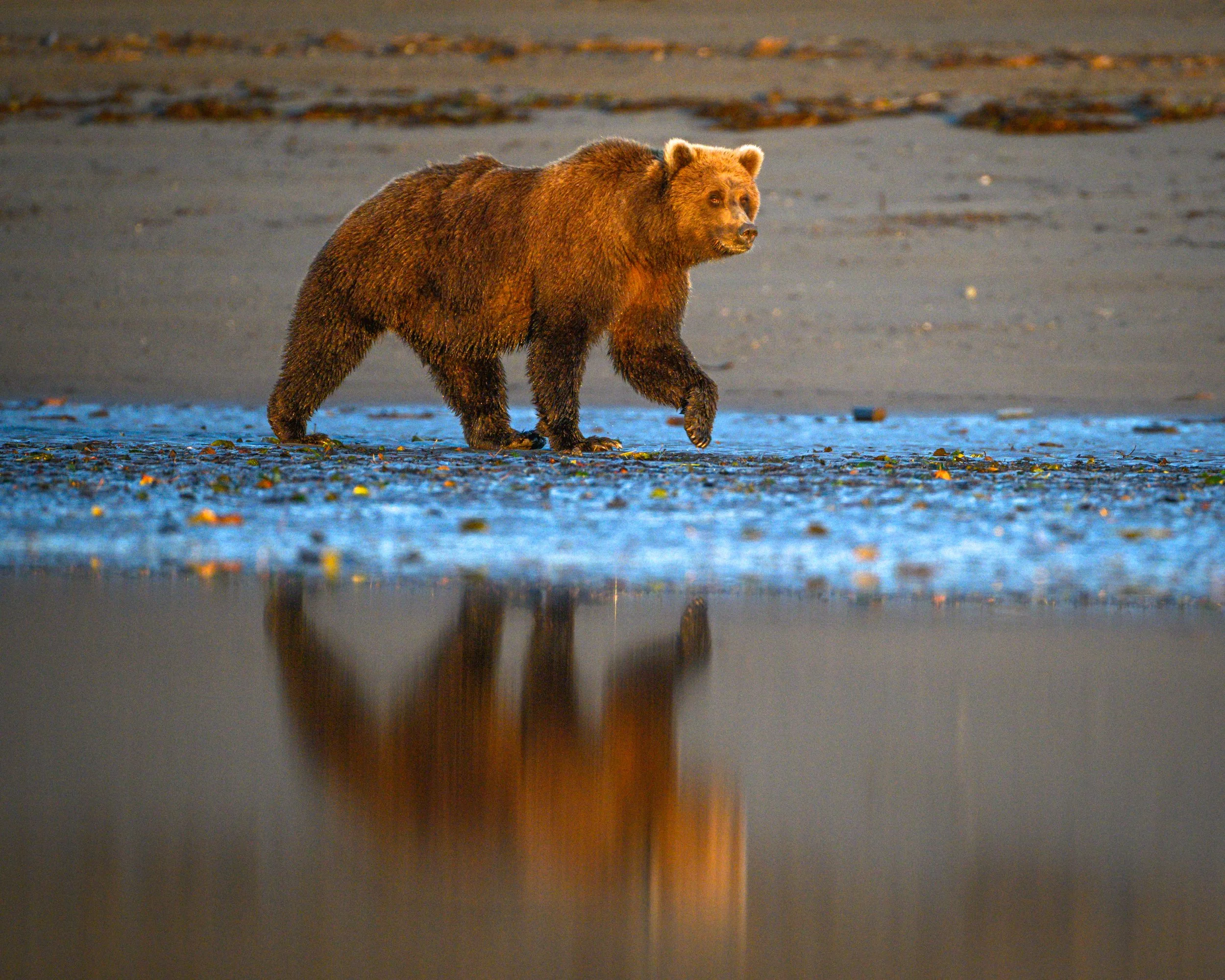 BROWN BEARS OF ALASKA — Mark Schumann Photography