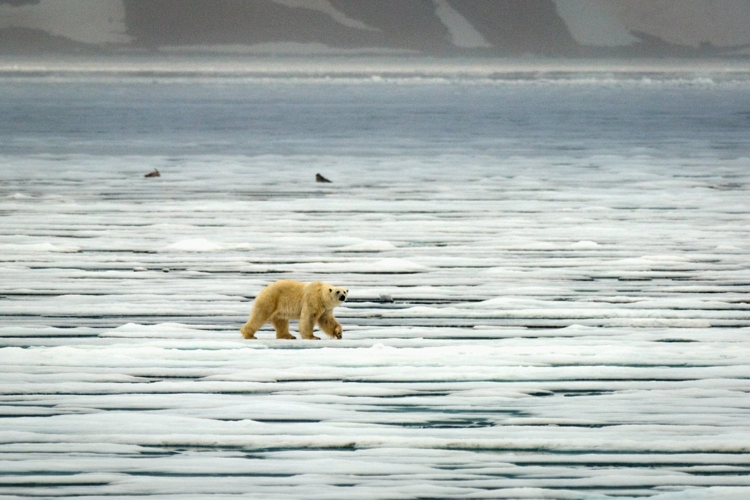 SVALBARD — Mark Schumann Photography
