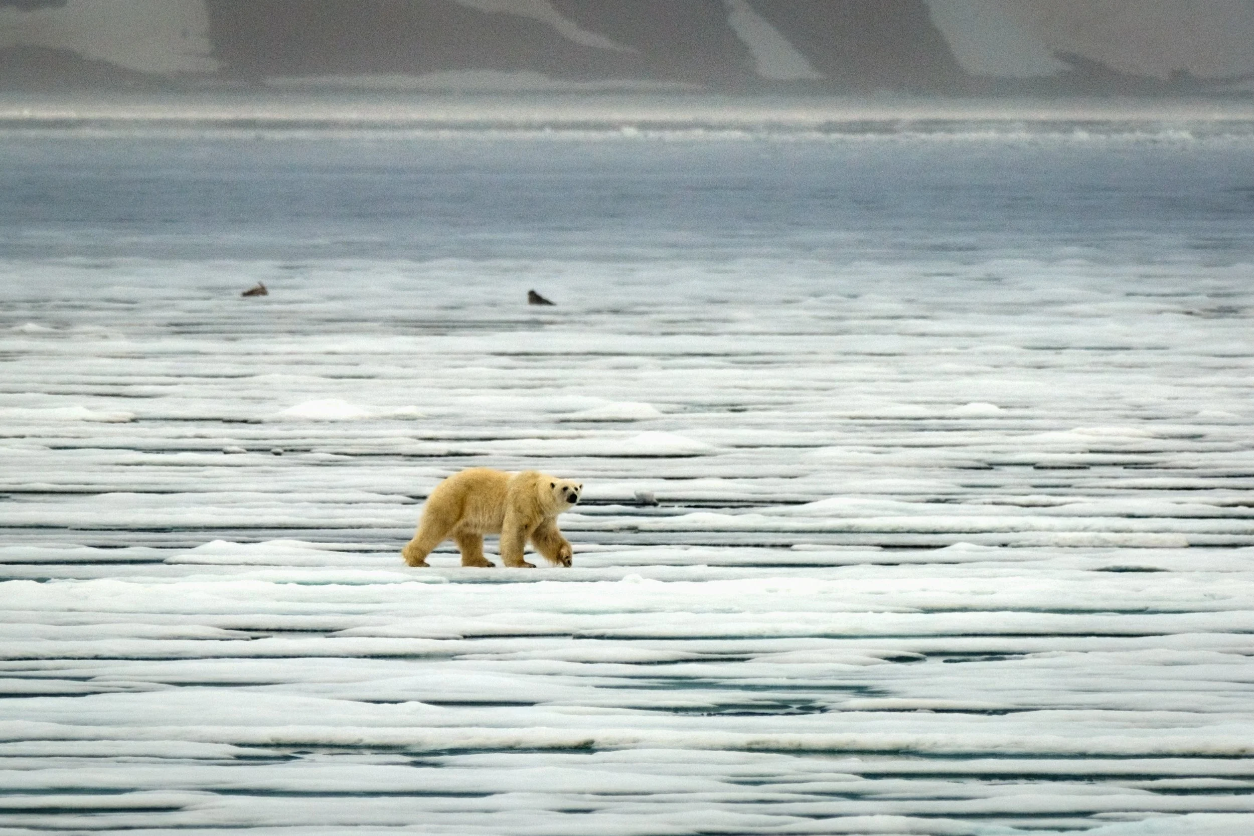 SVALBARD — Mark Schumann Photography