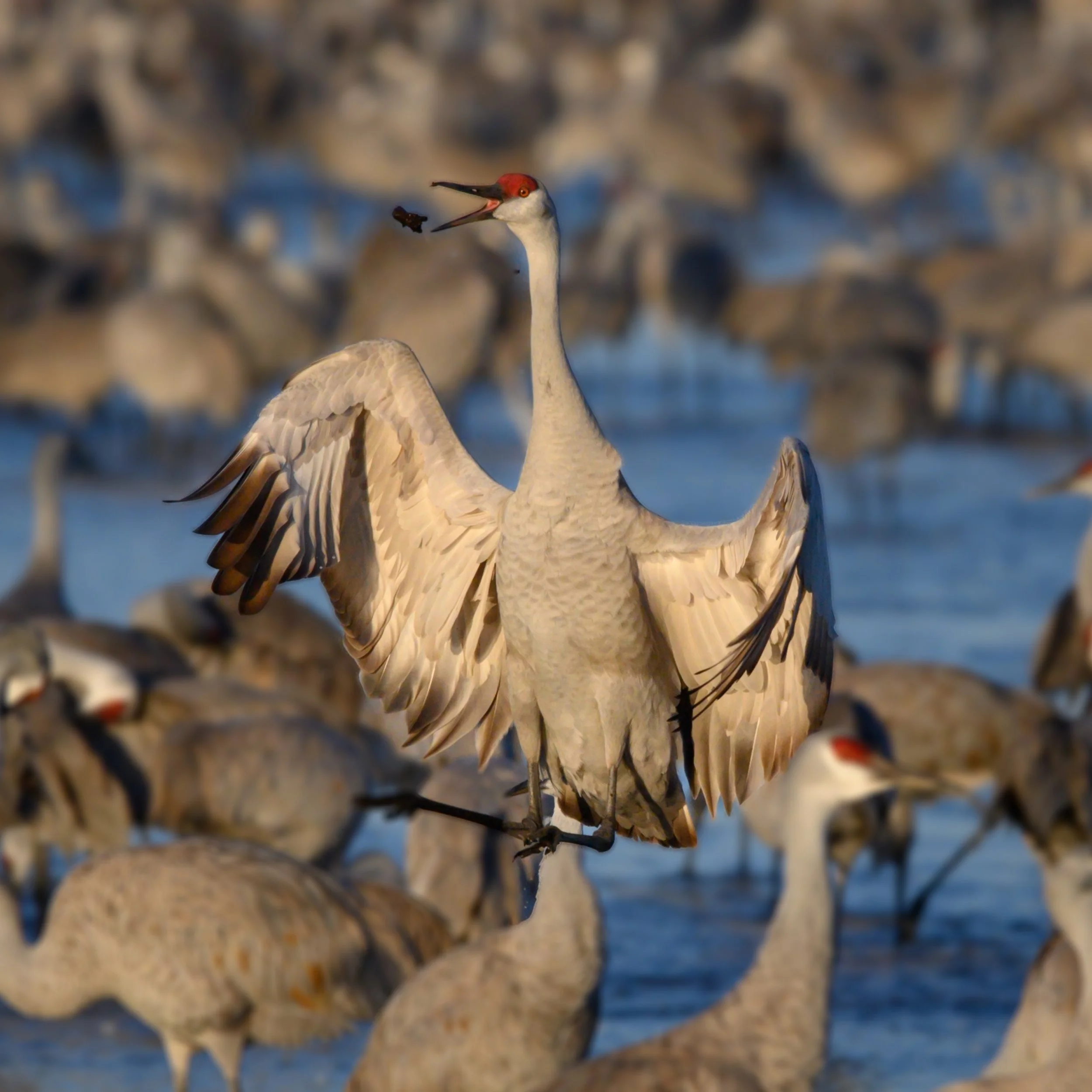 PLATTE RIVER - SANDHILL CRANE MIGRATION — Mark Schumann Photography