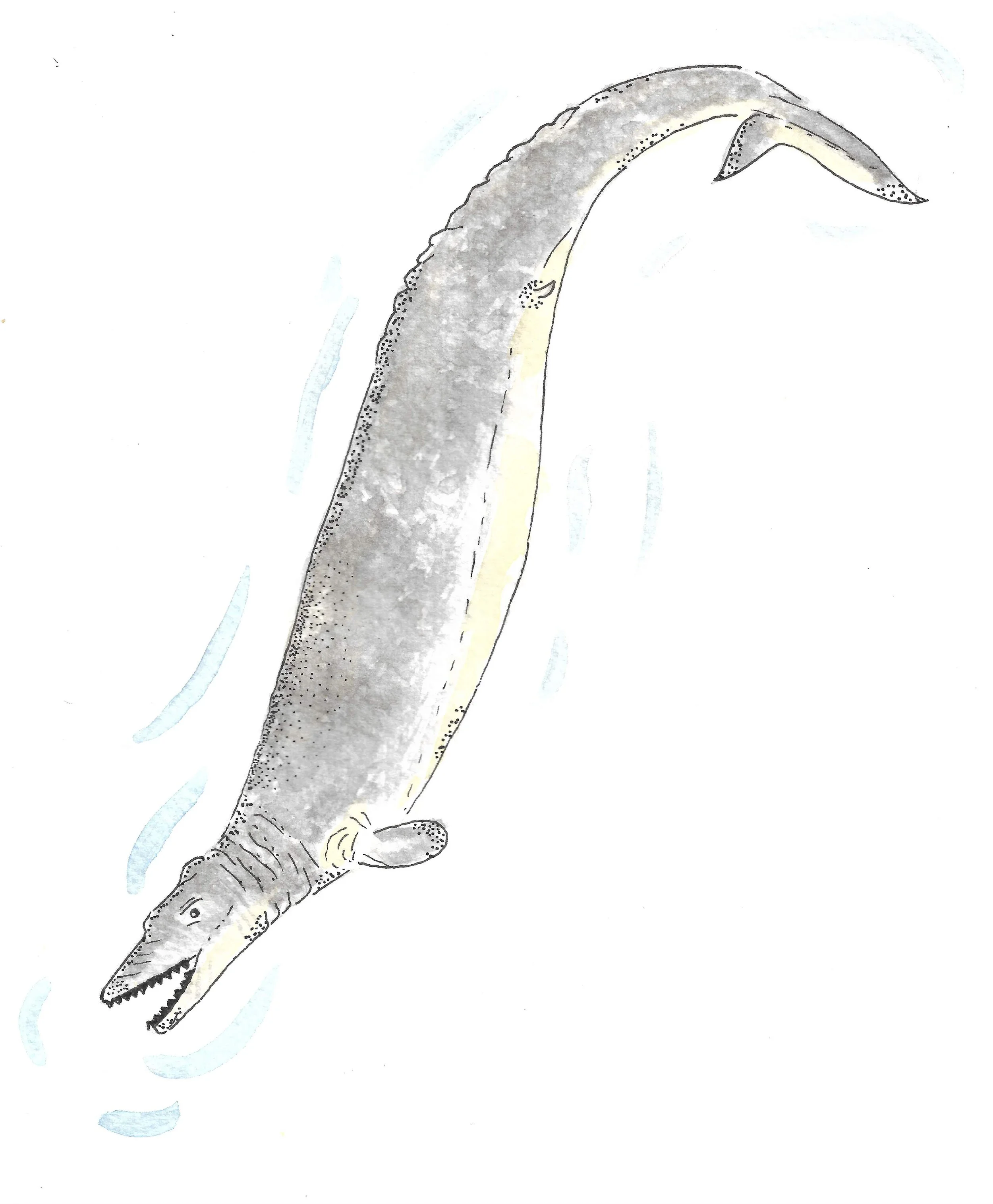 Basilosaurus Evolution