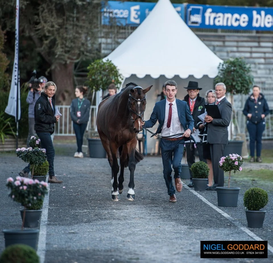 Gallery — Tom Jackson Eventing