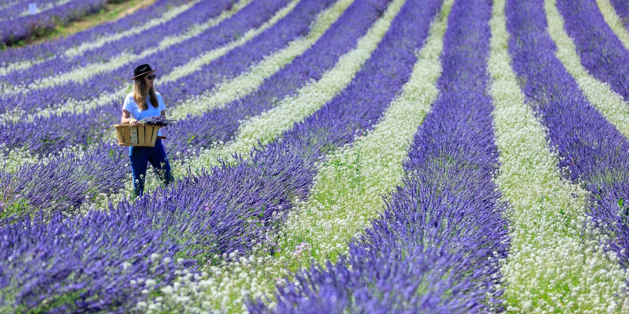 Discover Lavender fields in Aix-en-Provence - Season 2025 - Terre Ugo