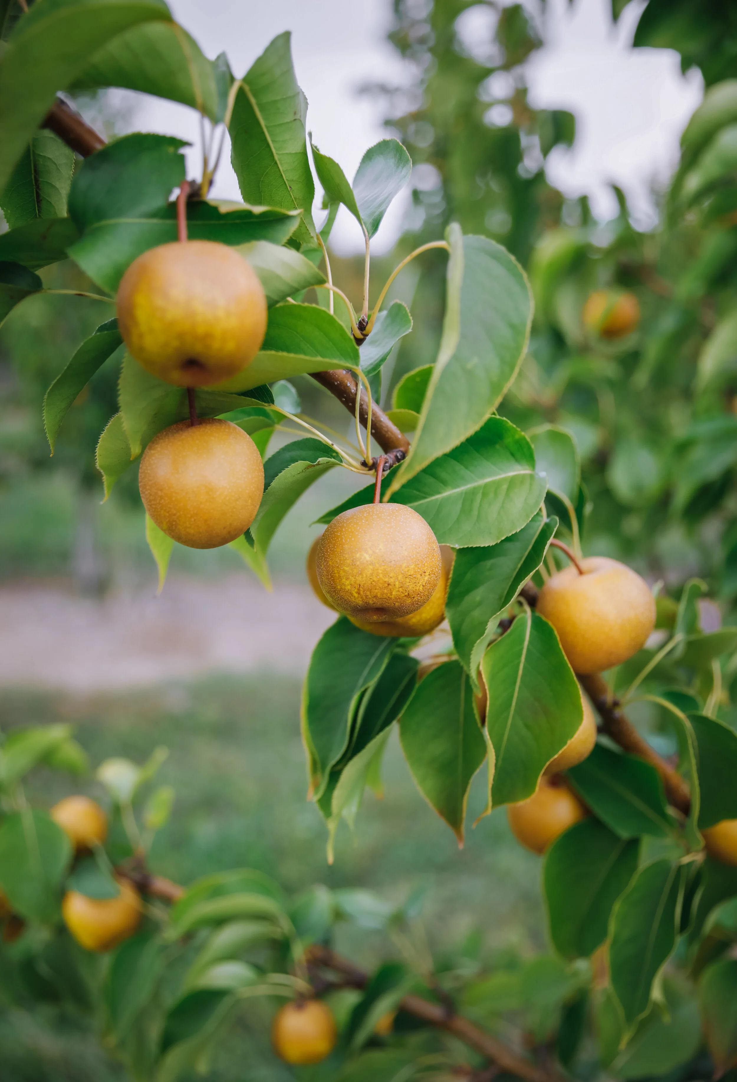 Champlain Orchards — Chadwick Estey