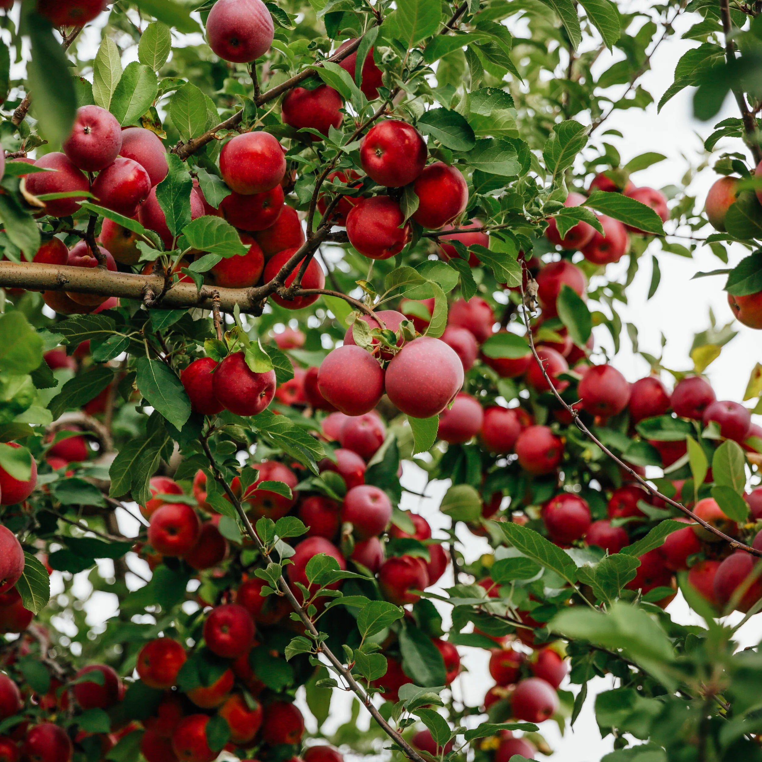 Champlain Orchards — Chadwick Estey