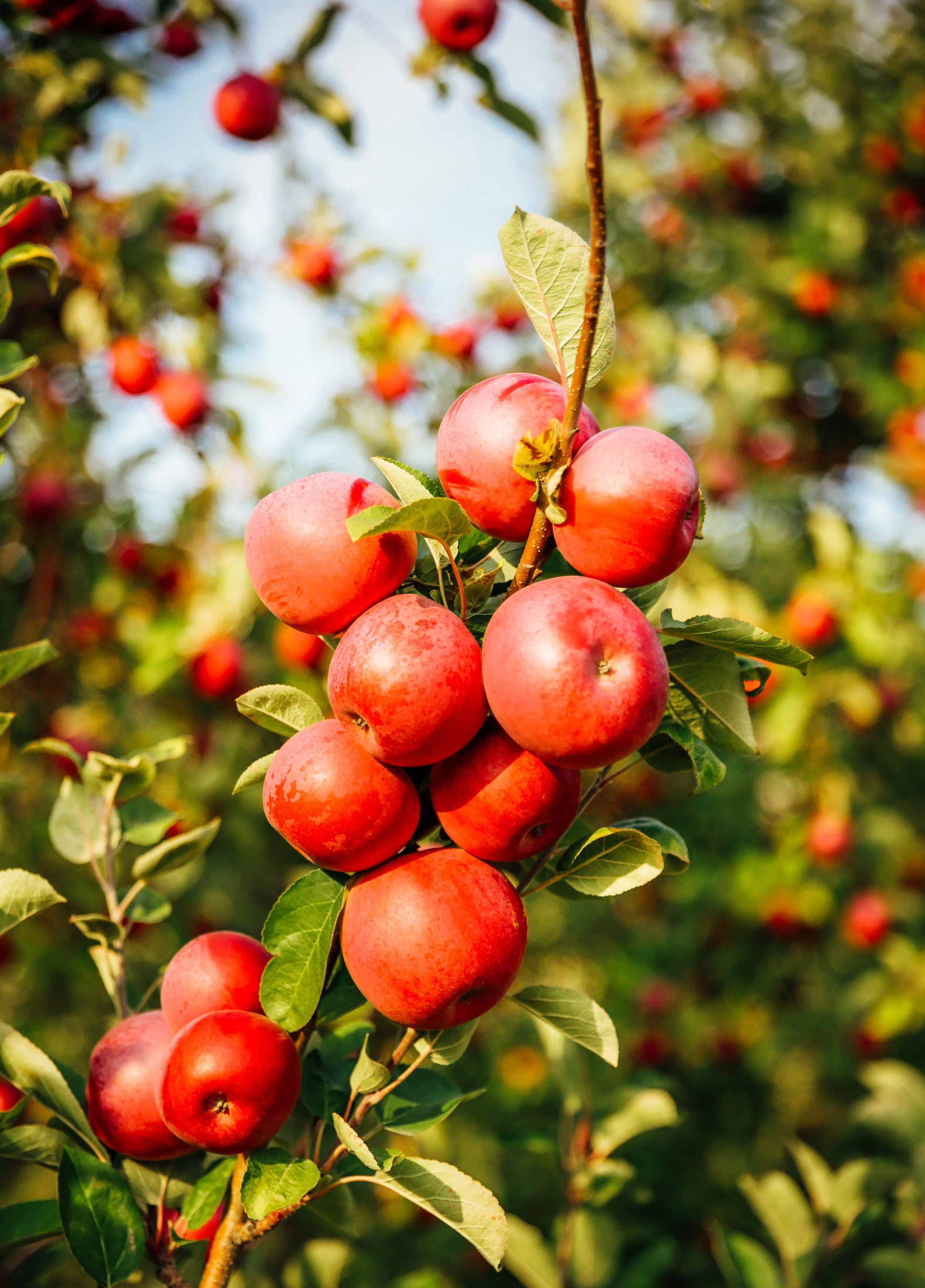 Champlain Orchards — Chadwick Estey