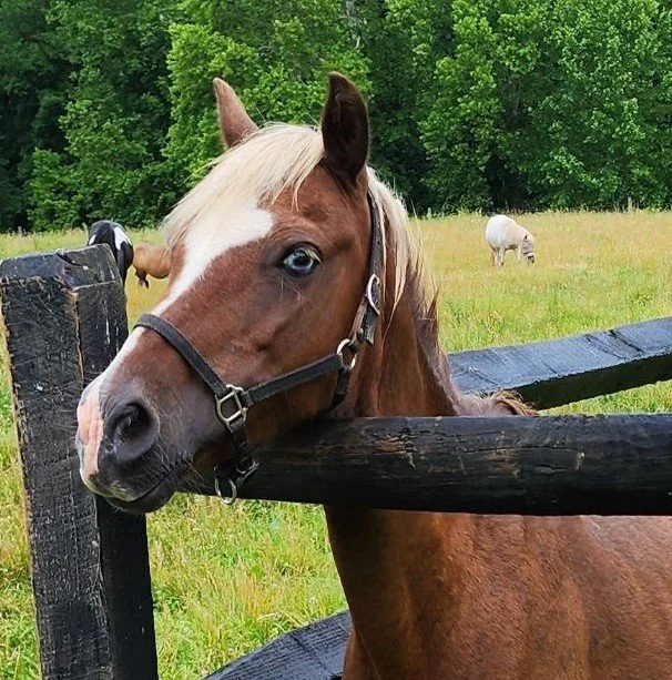 Equine Staff — Stars and Strides