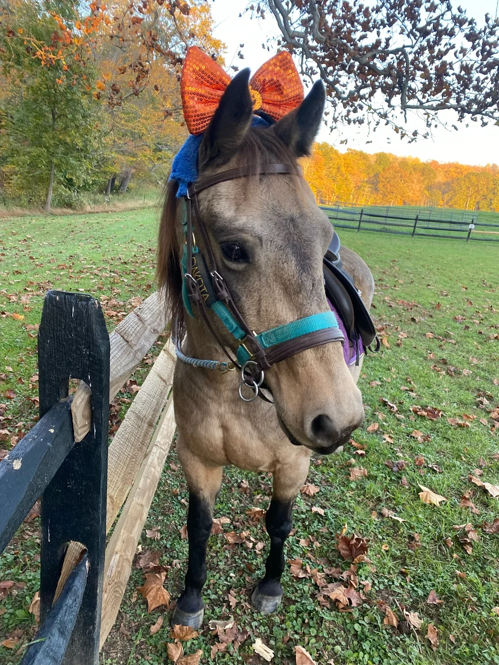 Equine Staff — Stars and Strides