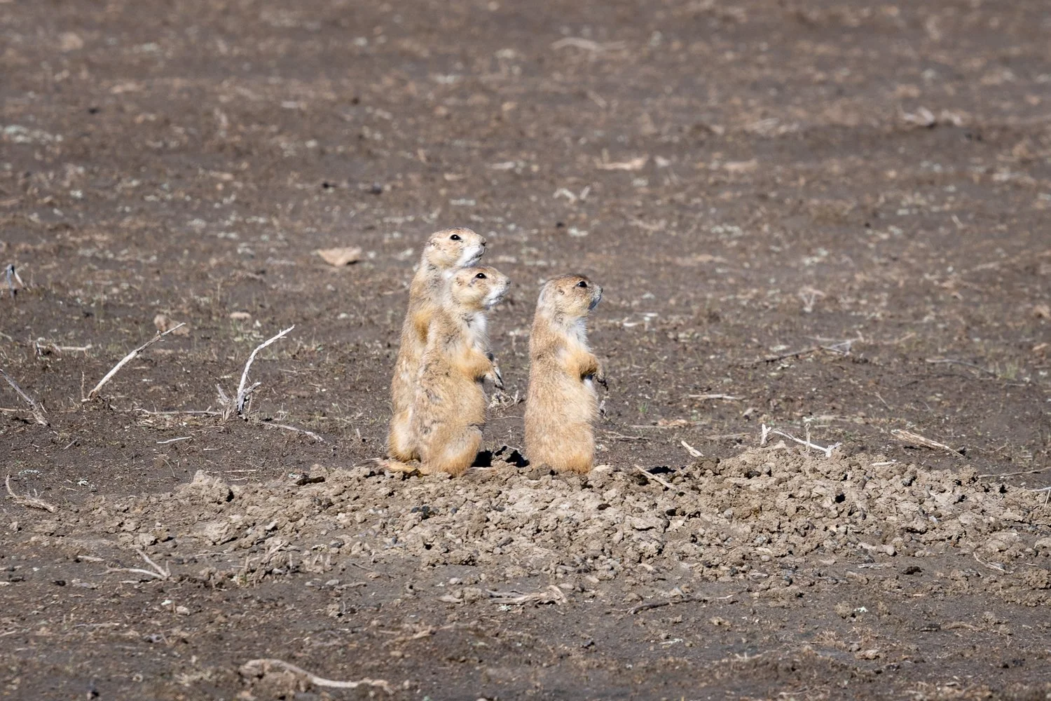 Spring in Saskatchewan 2022 — Sandra Herber Photography