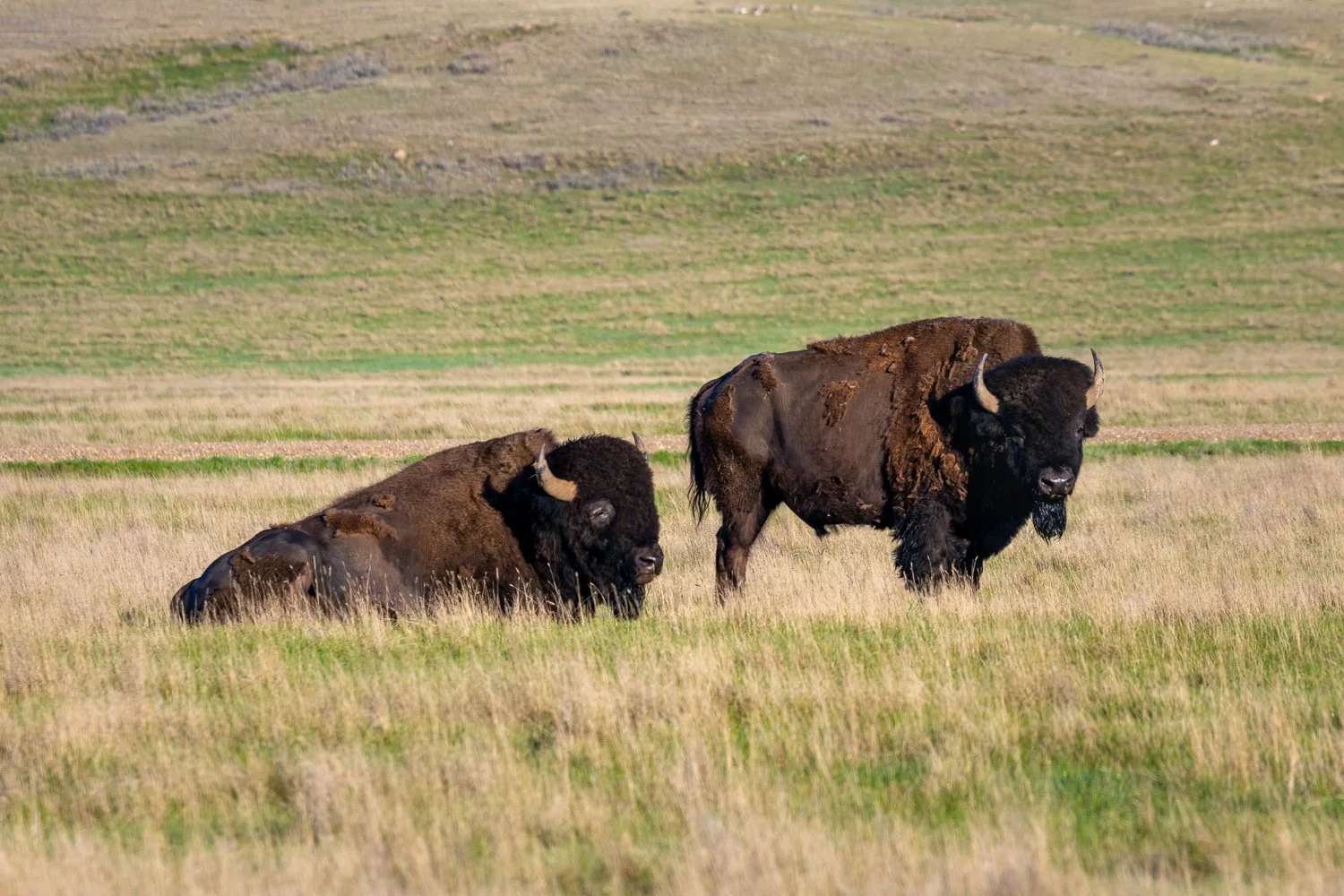Spring in Saskatchewan 2022 — Sandra Herber Photography