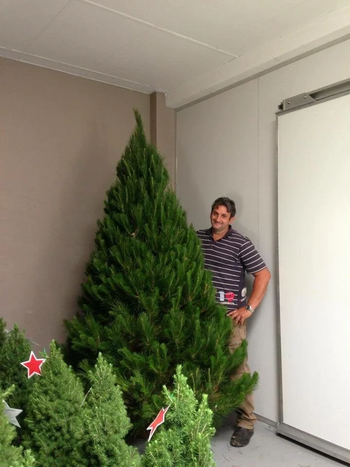 Merlino's Christmas Trees