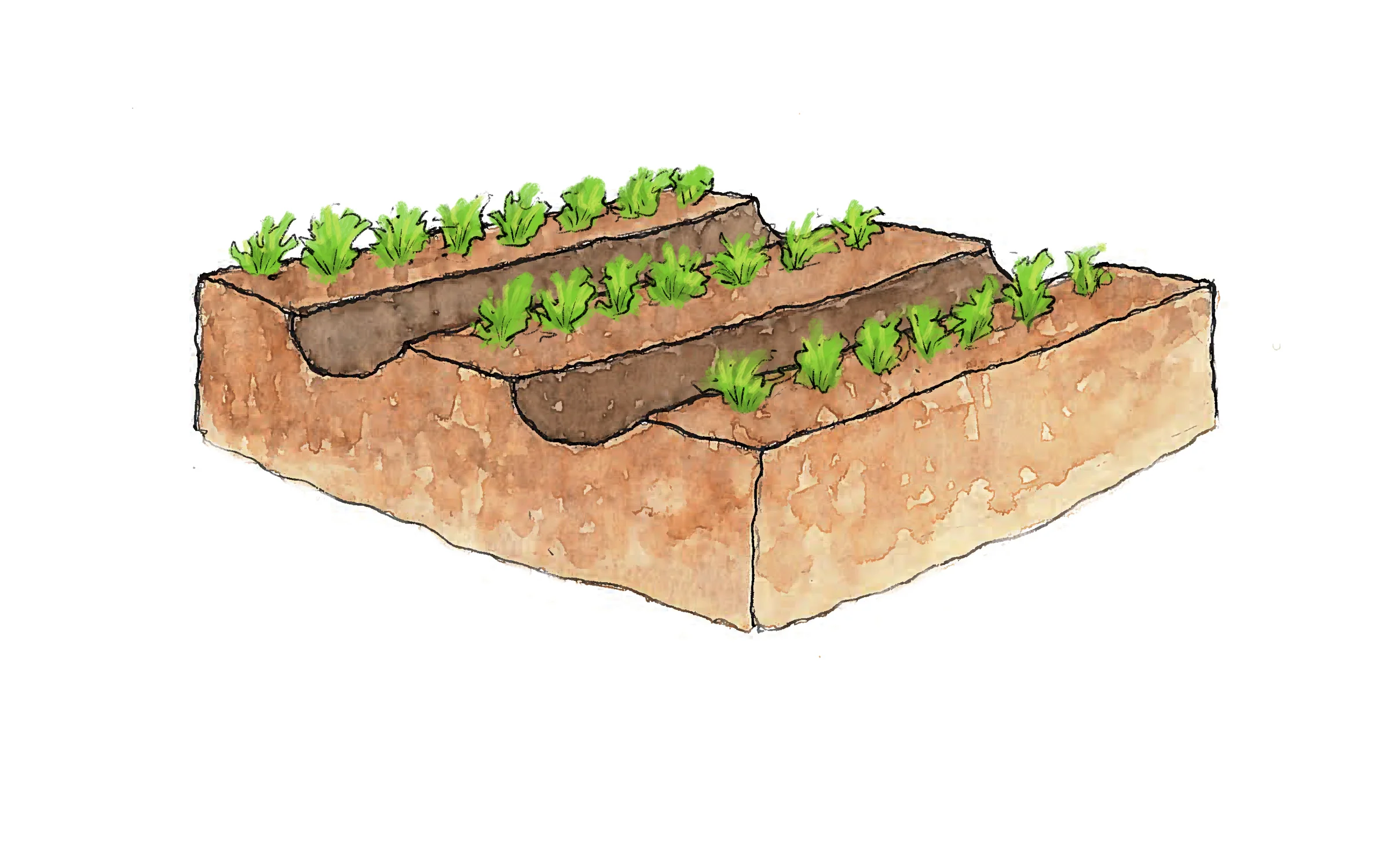 Gardening Manual Illustrations — megan mitchell