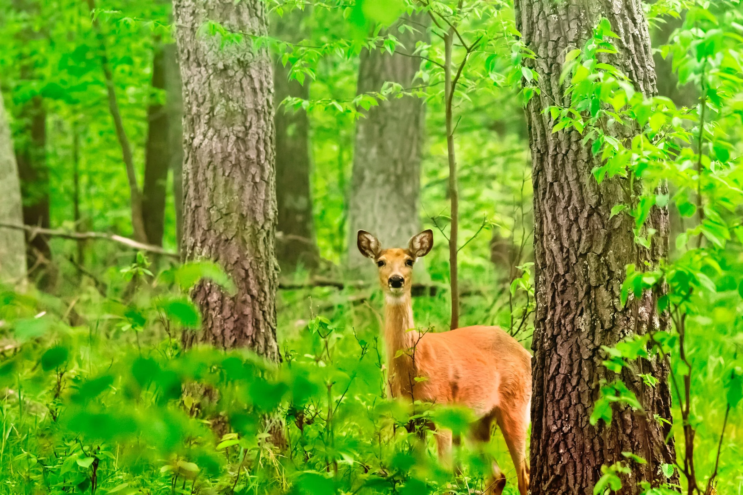 NoVa Deer Shield