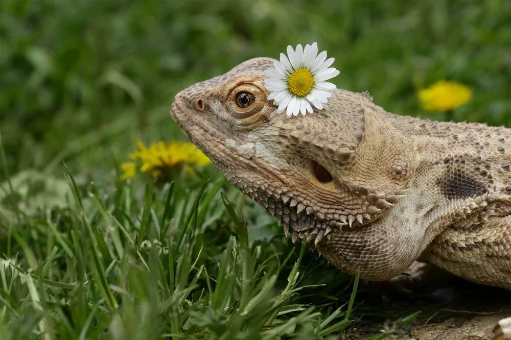 Can a Bearded Dragon Be an ESA? Housing Rights You Should Know — Dr ...