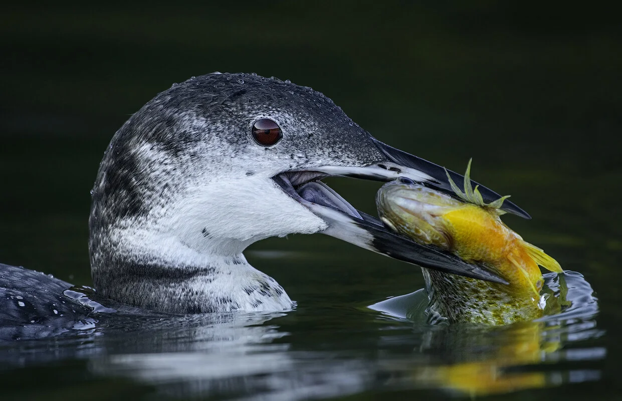 birds — Michael McGuire Photography