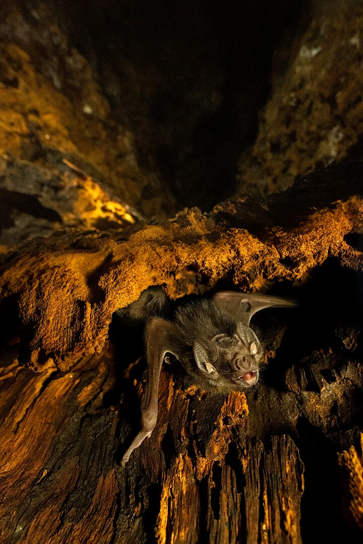 mammals — Michael McGuire Photography