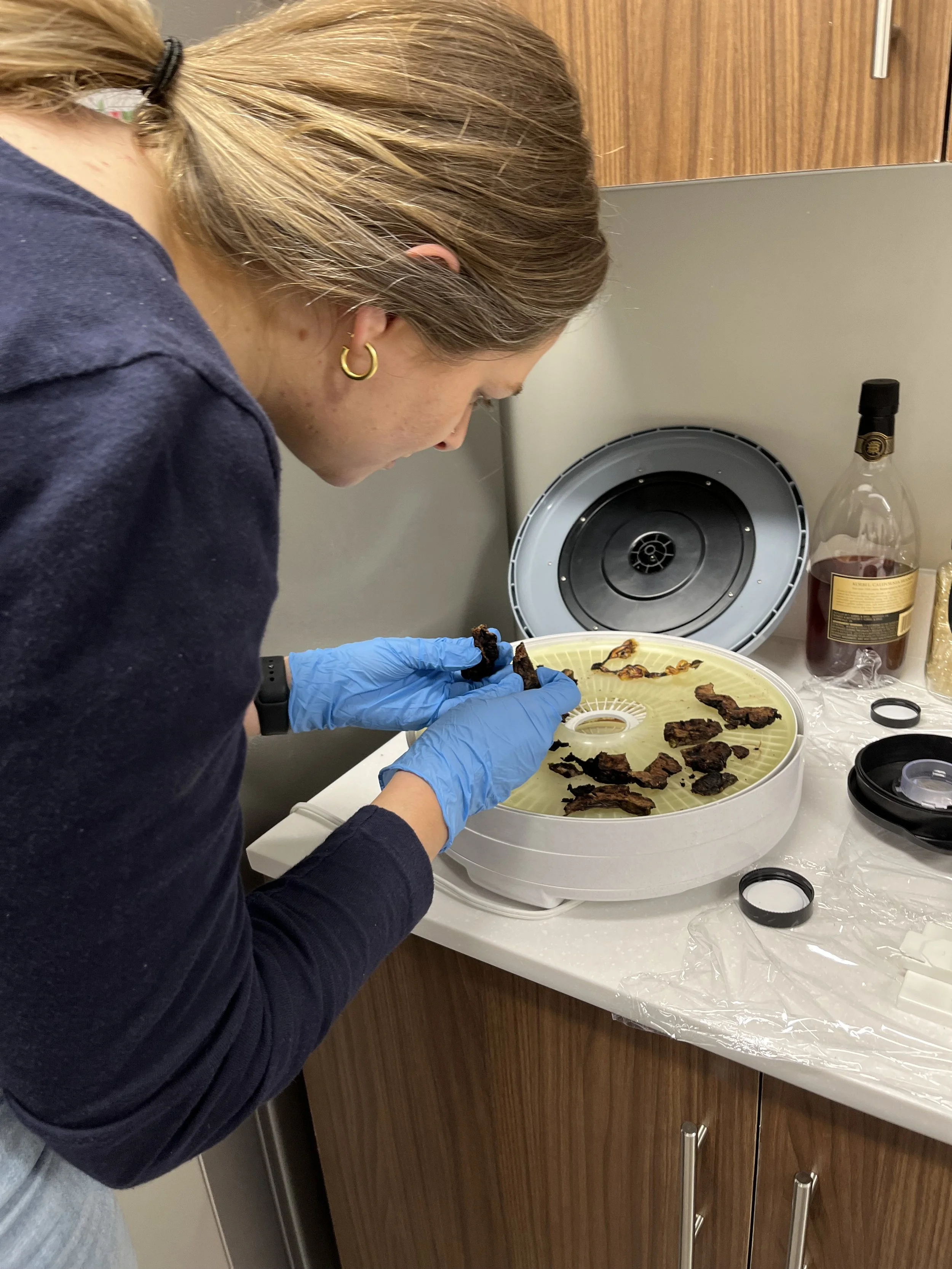 Placenta Encapsulation Training — Harbor Birth Institute