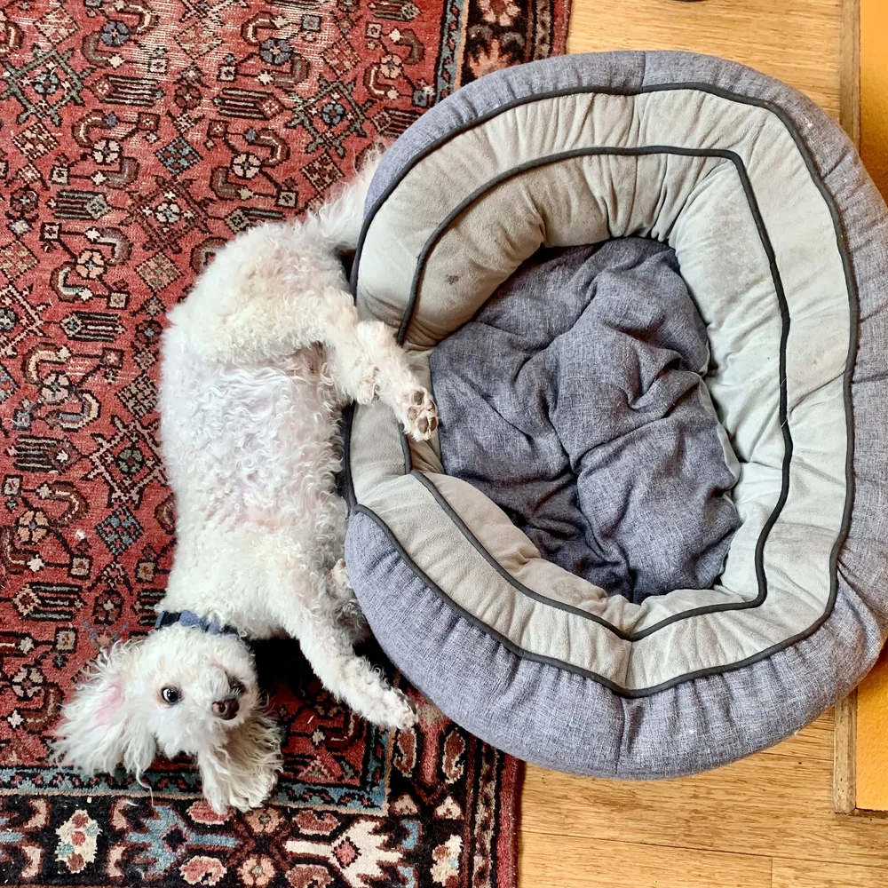 A sampling of dog haiku for Haiku Poetry Day — Makino Studios