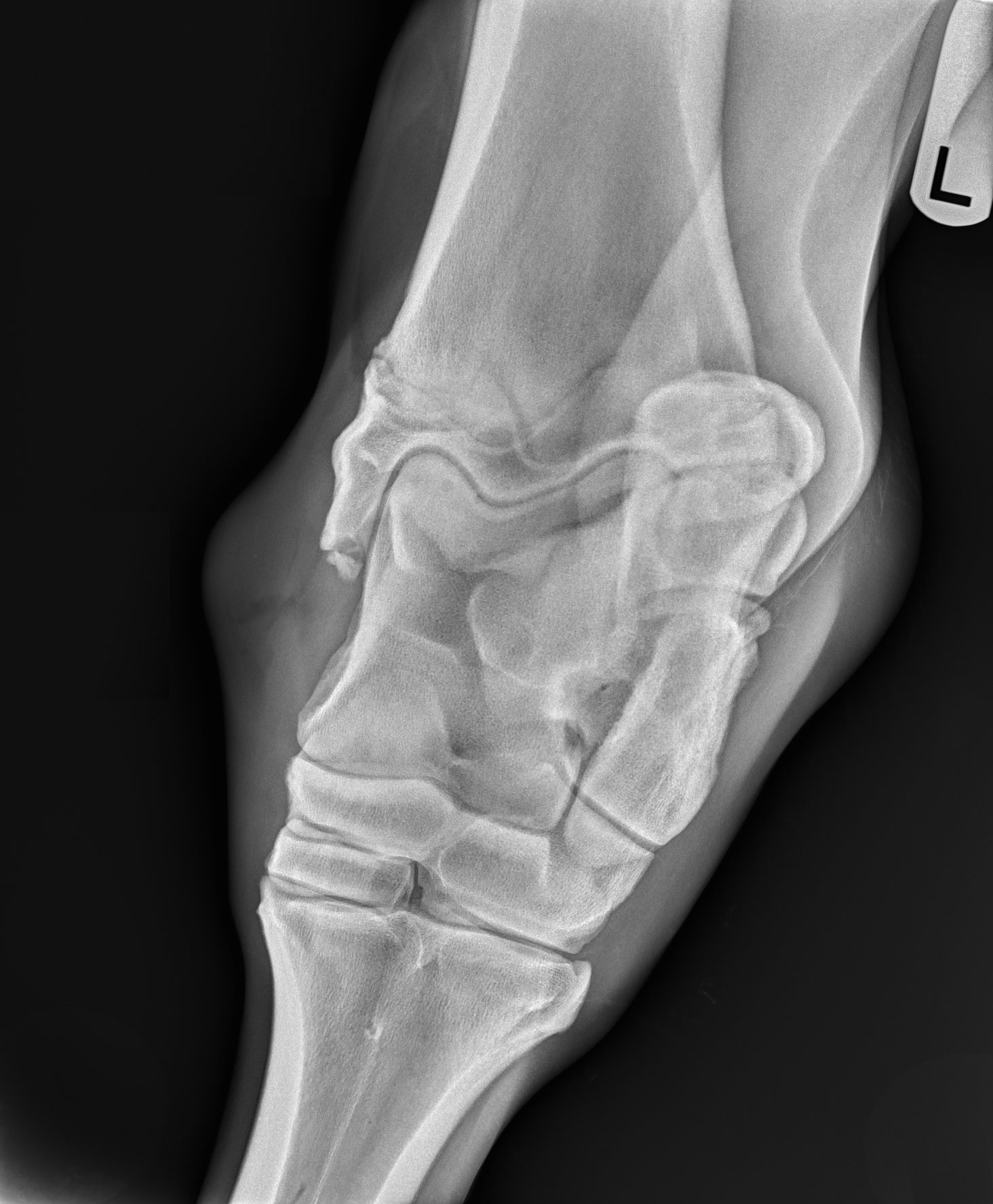 Dr. Amber Bowen - VIP Equine Services