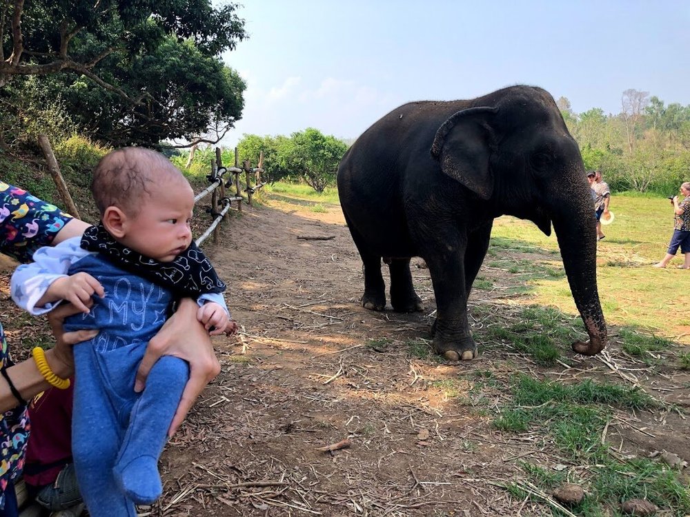 Kanta Elephant Sanctuary - Chiang Mai, Thailand — Eat Wander Explore