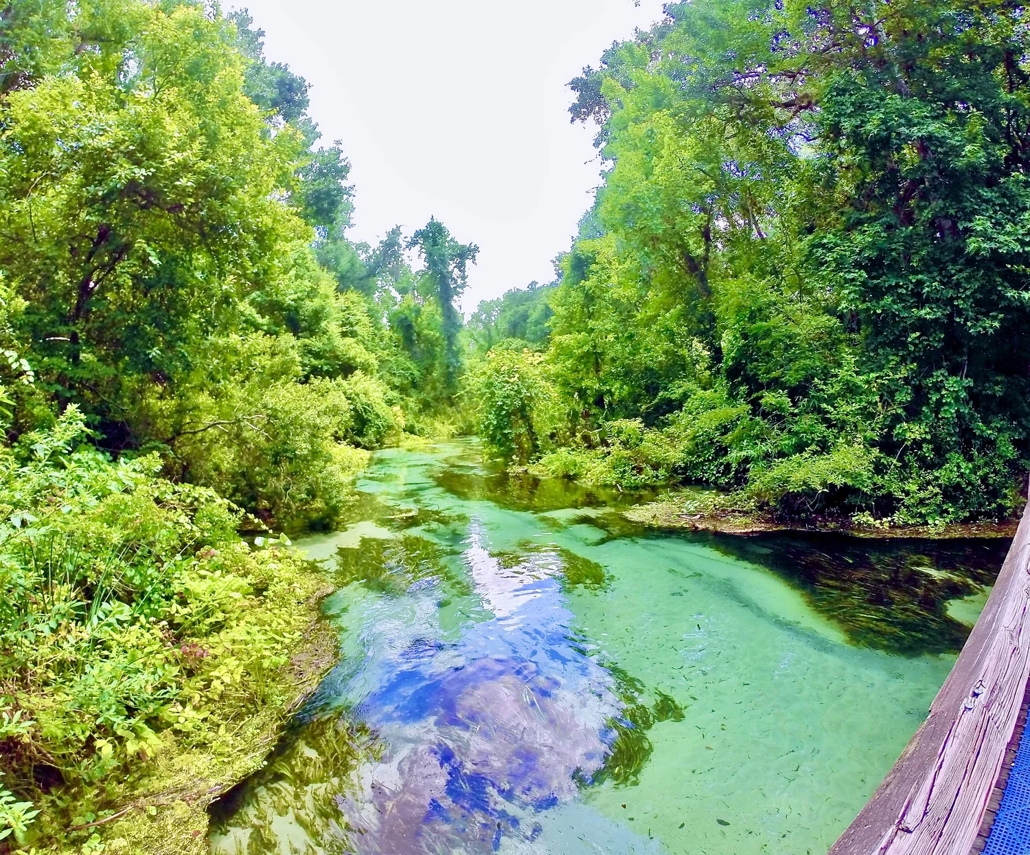 Cheap Things To Do in Orlando Florida: Nature Parks, Gardens, and ...